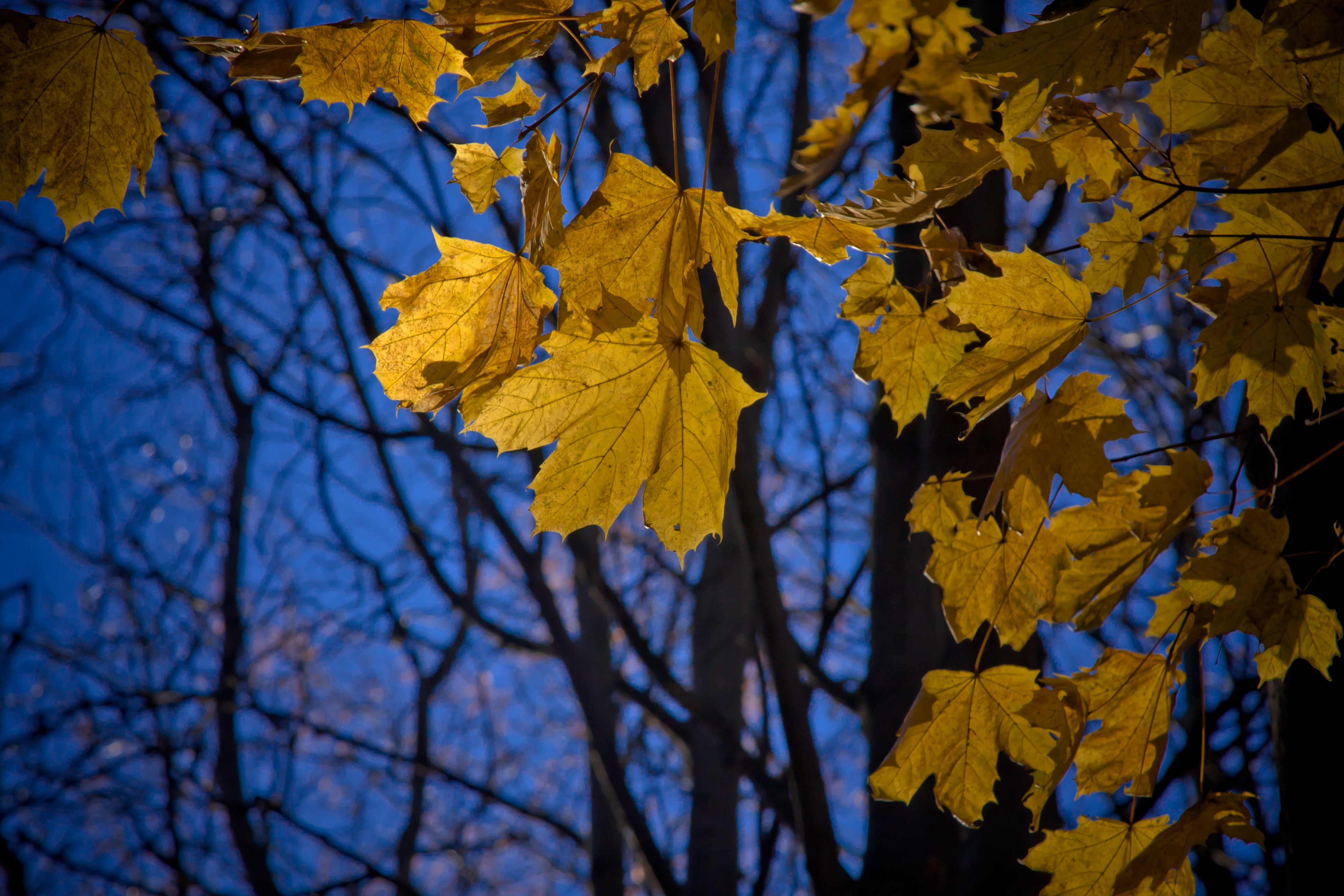 Vermont Maple Leaves