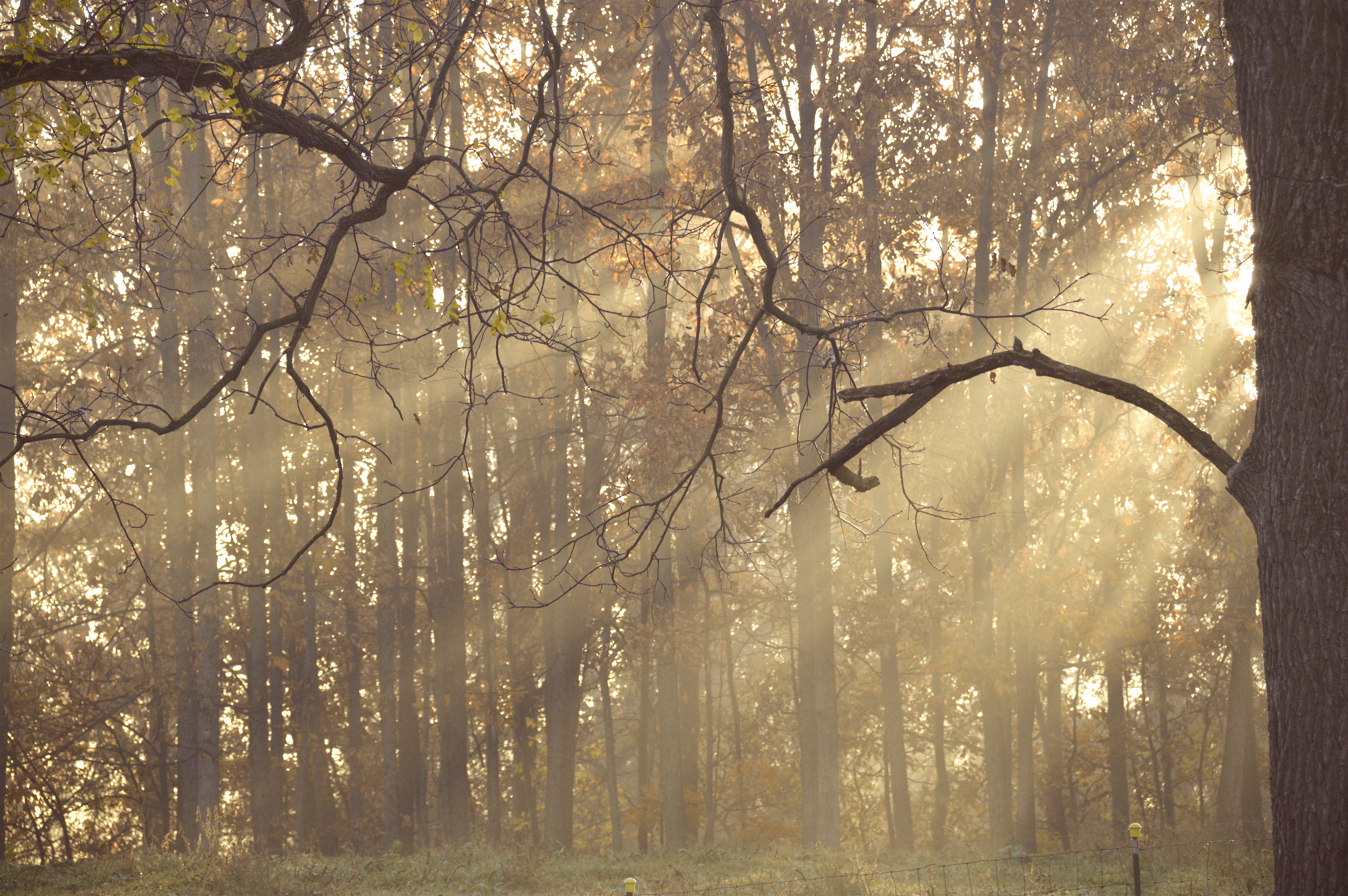 Tree Wood Branch free image download