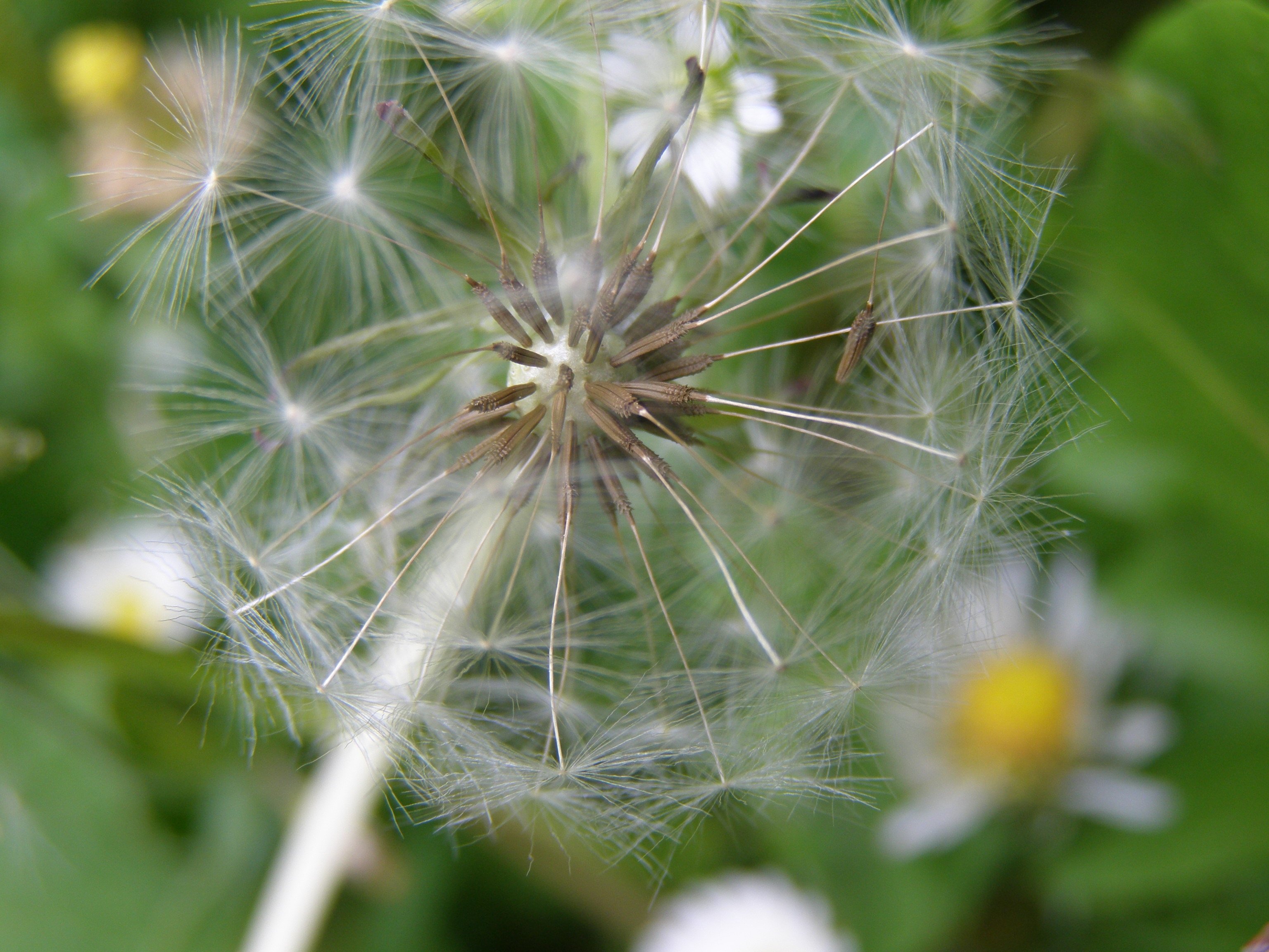 Dandelion Nature Plant free image download