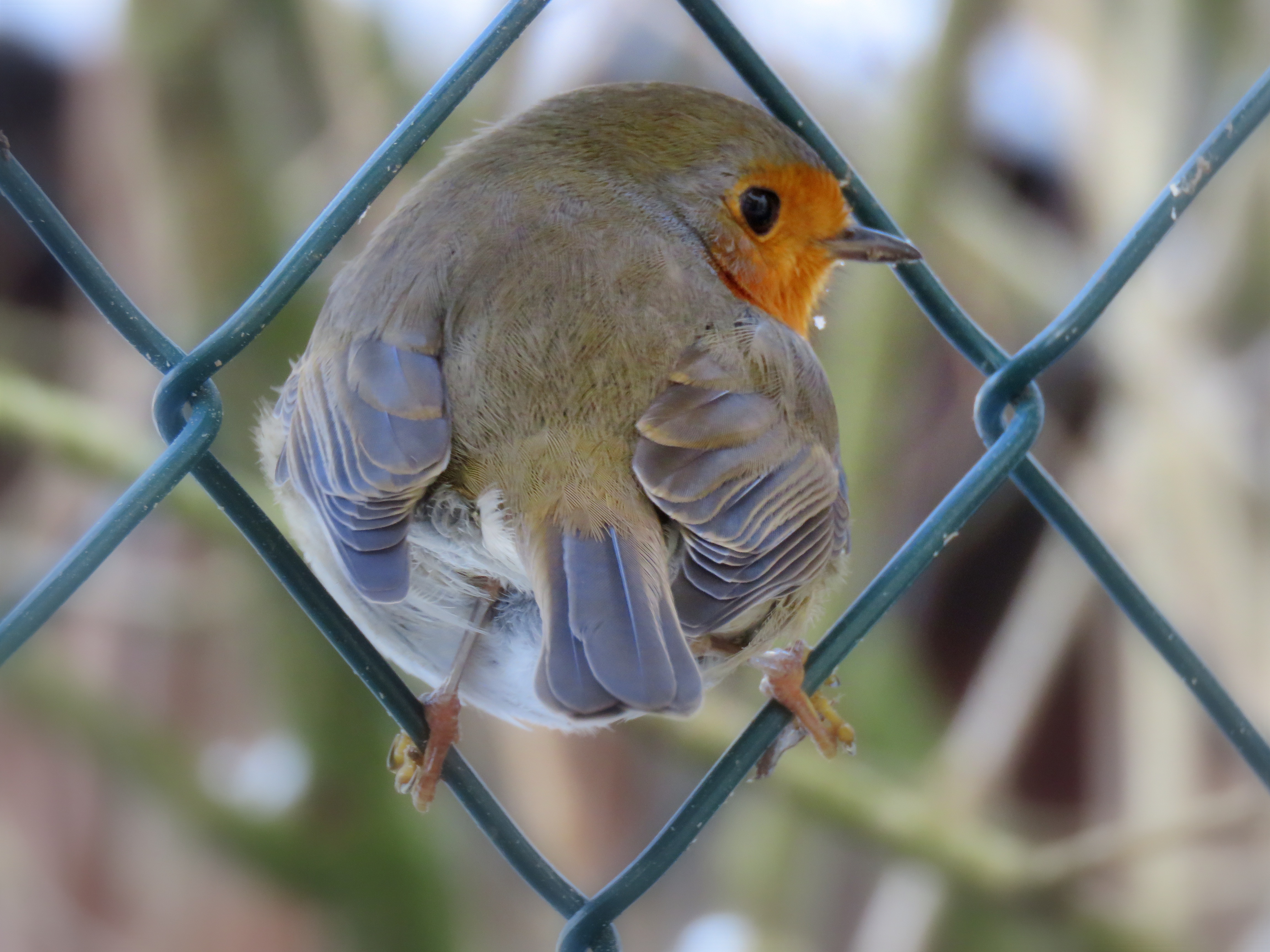 Robin Fence Wire free image download