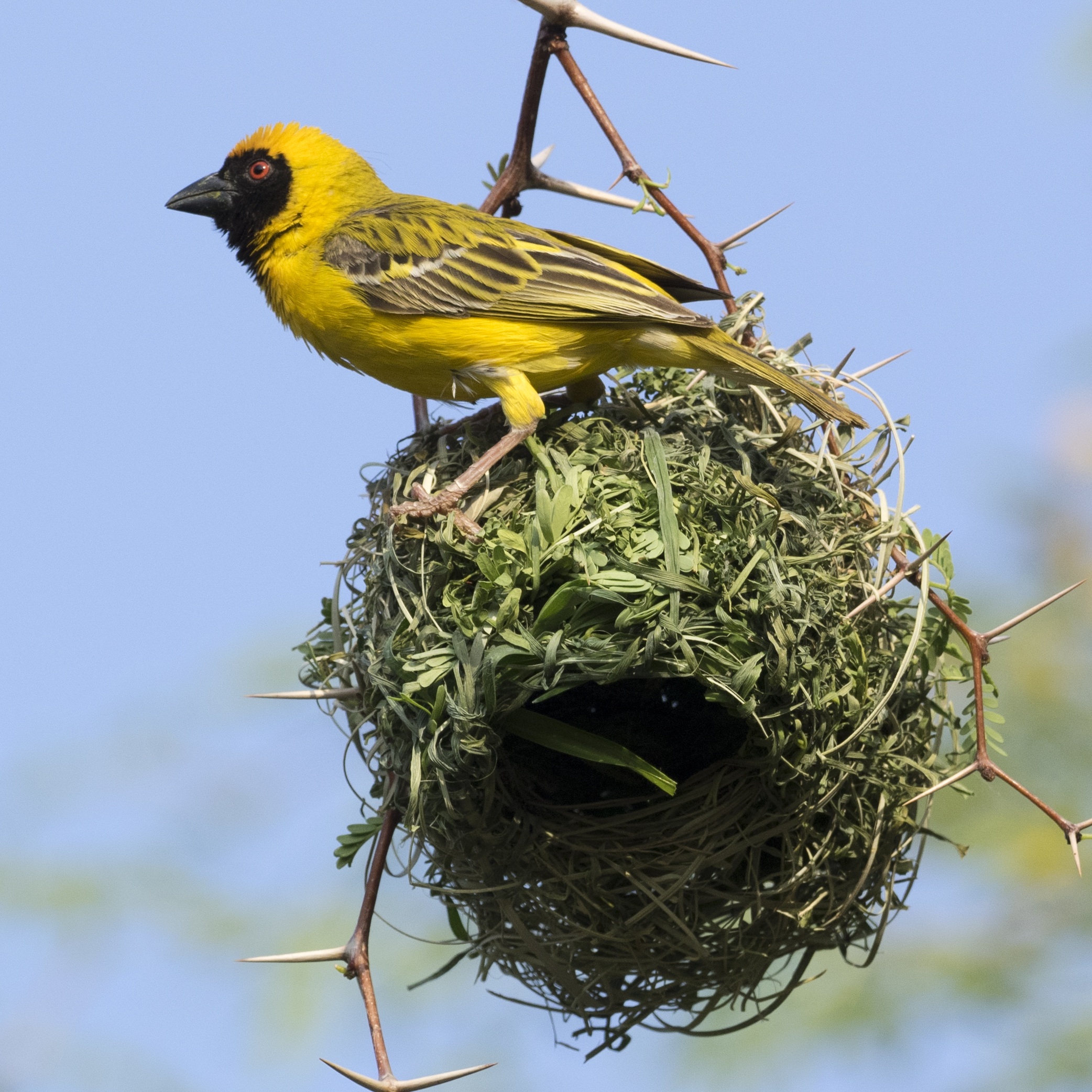 The Upper Bird Yellow free image download
