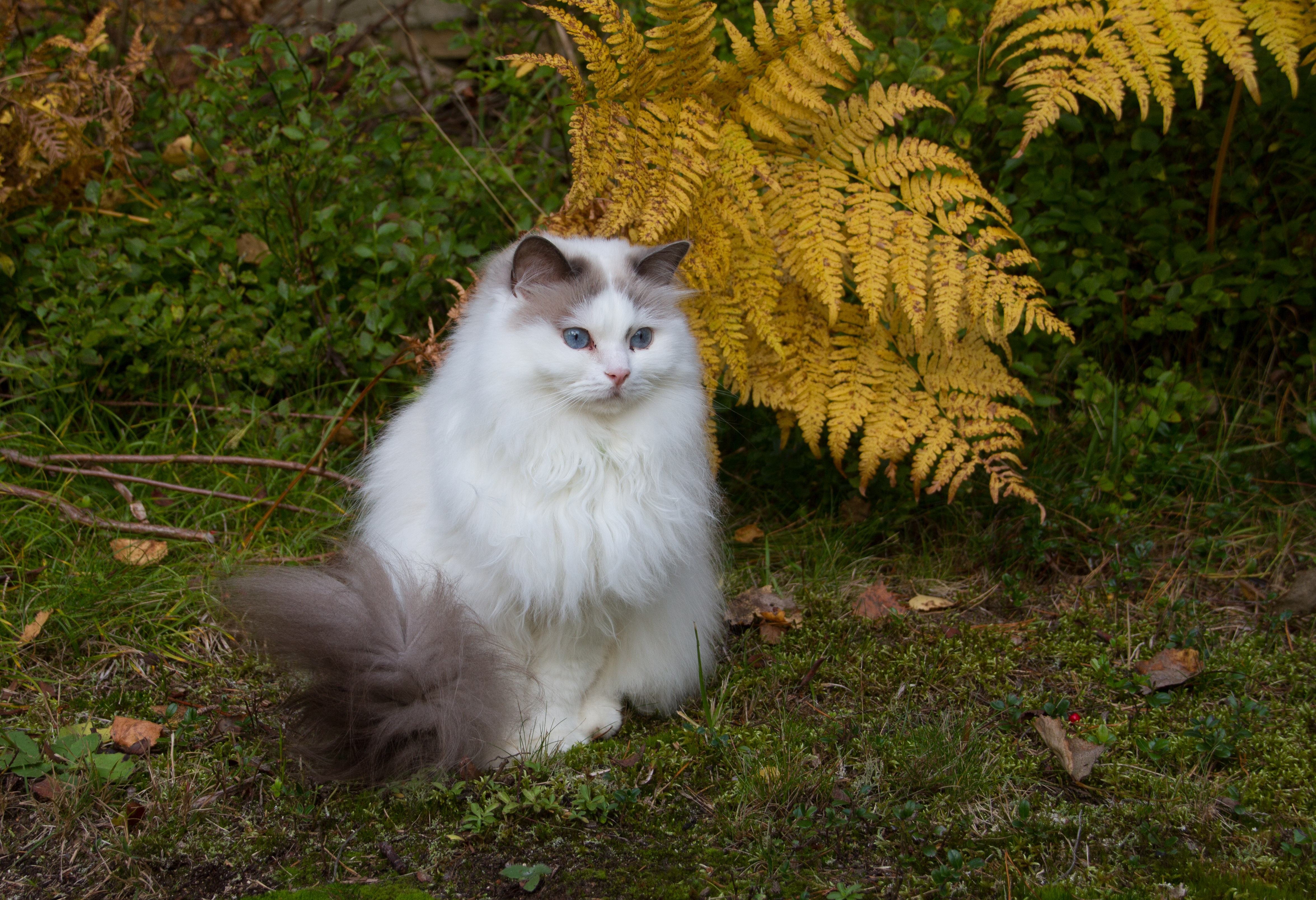 Mammals Nature Cat free image download