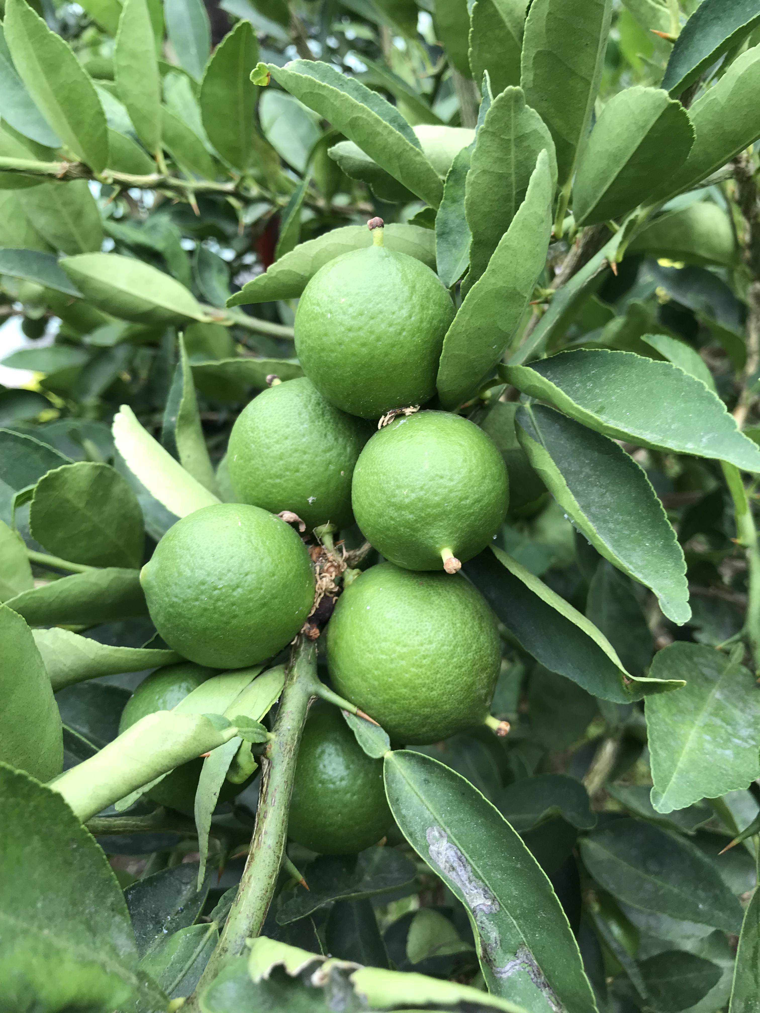 Fresh limes on a tree free image download
