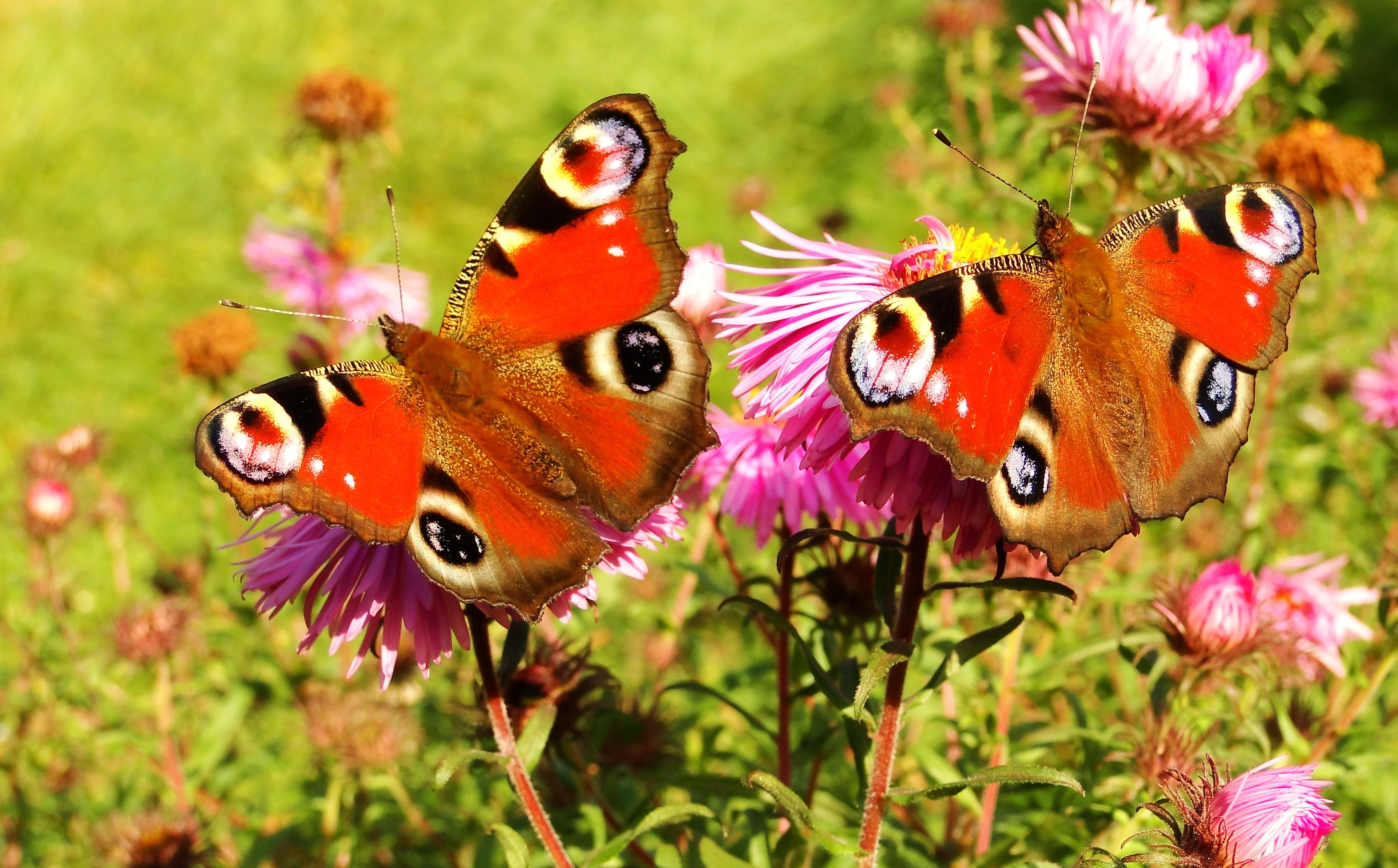 Nature Butterfly Day Insect free image download