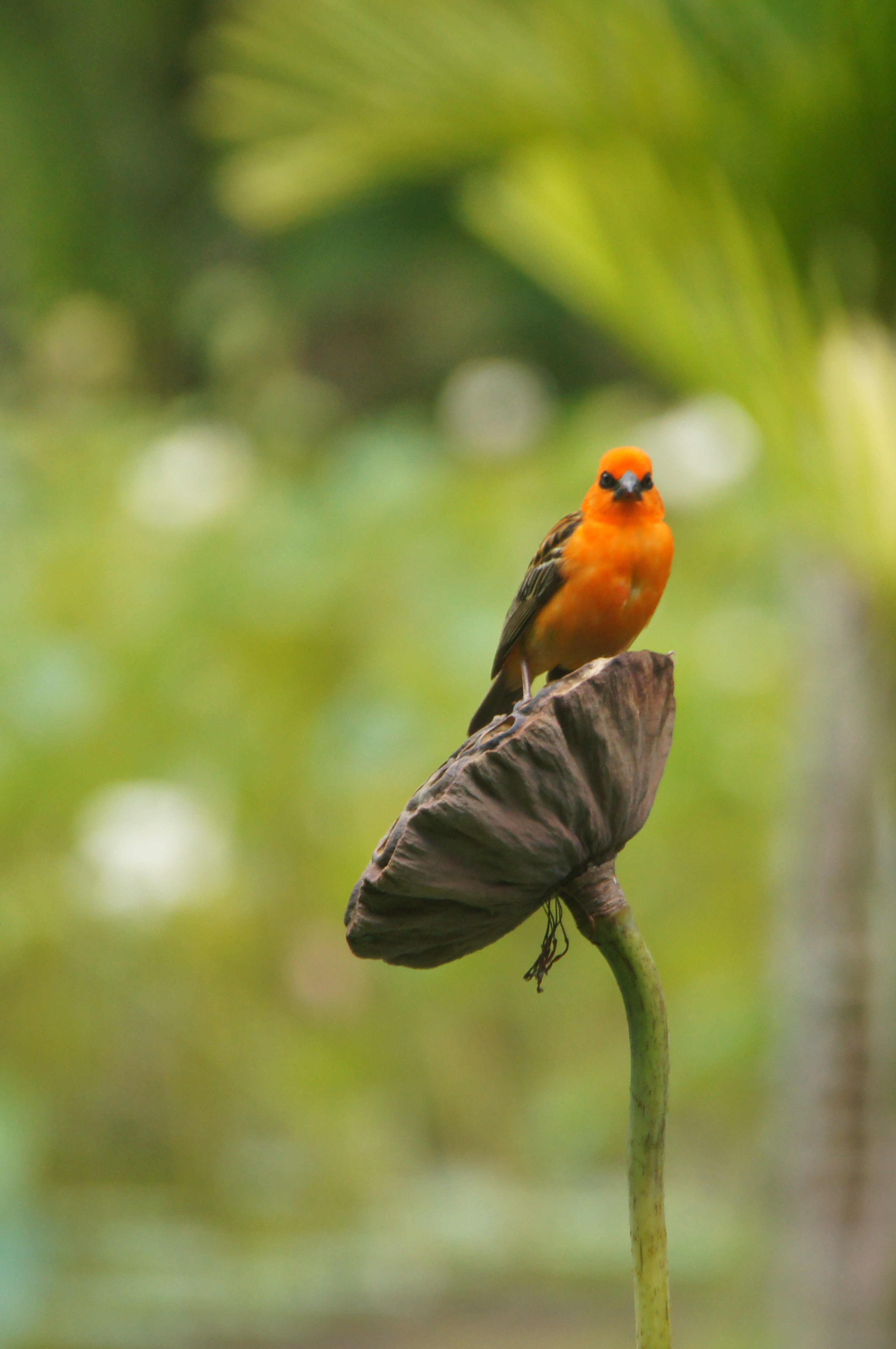 Bird Ile-Maurice free image download
