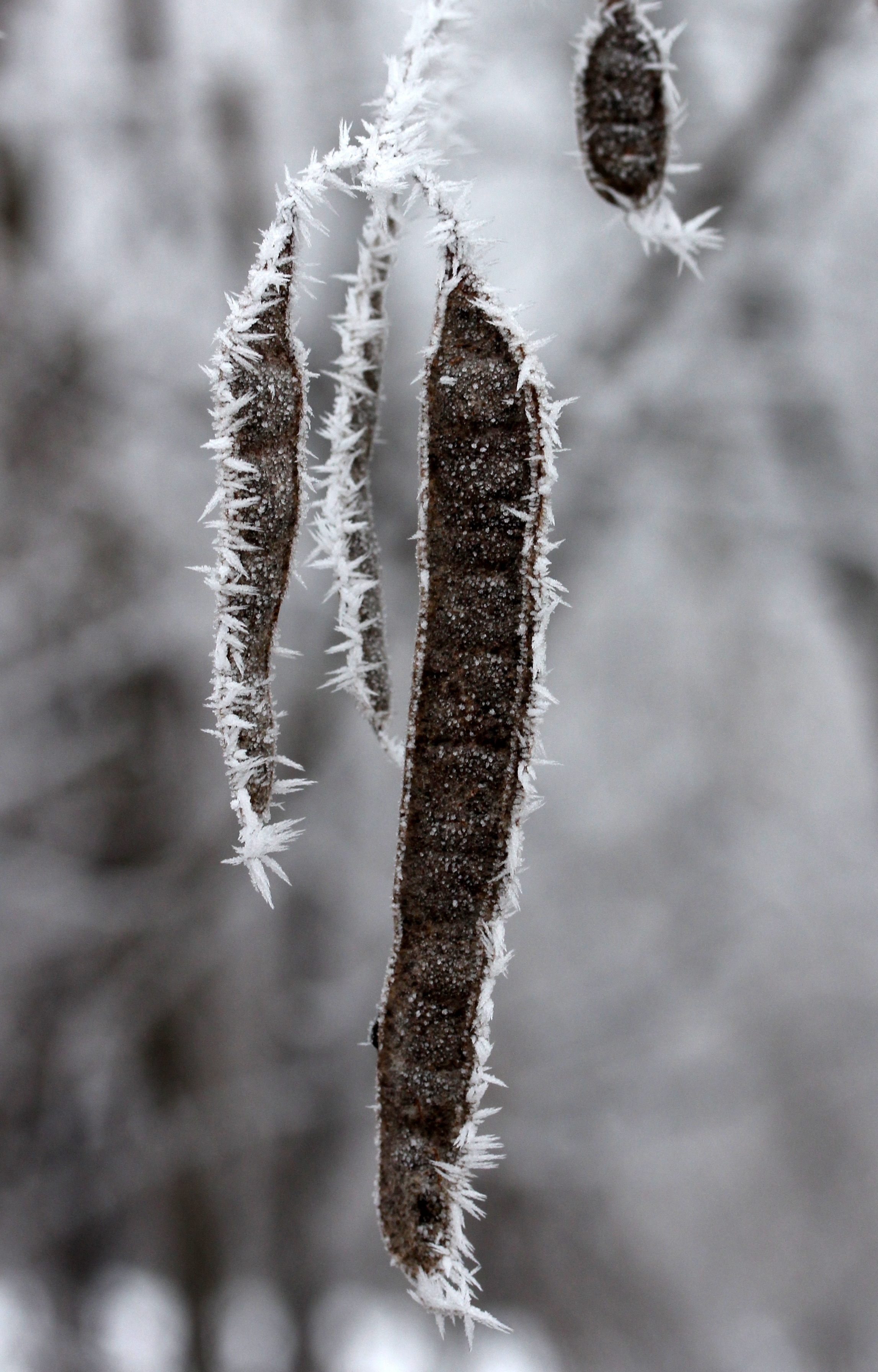 Pod Plant Frozen free image download