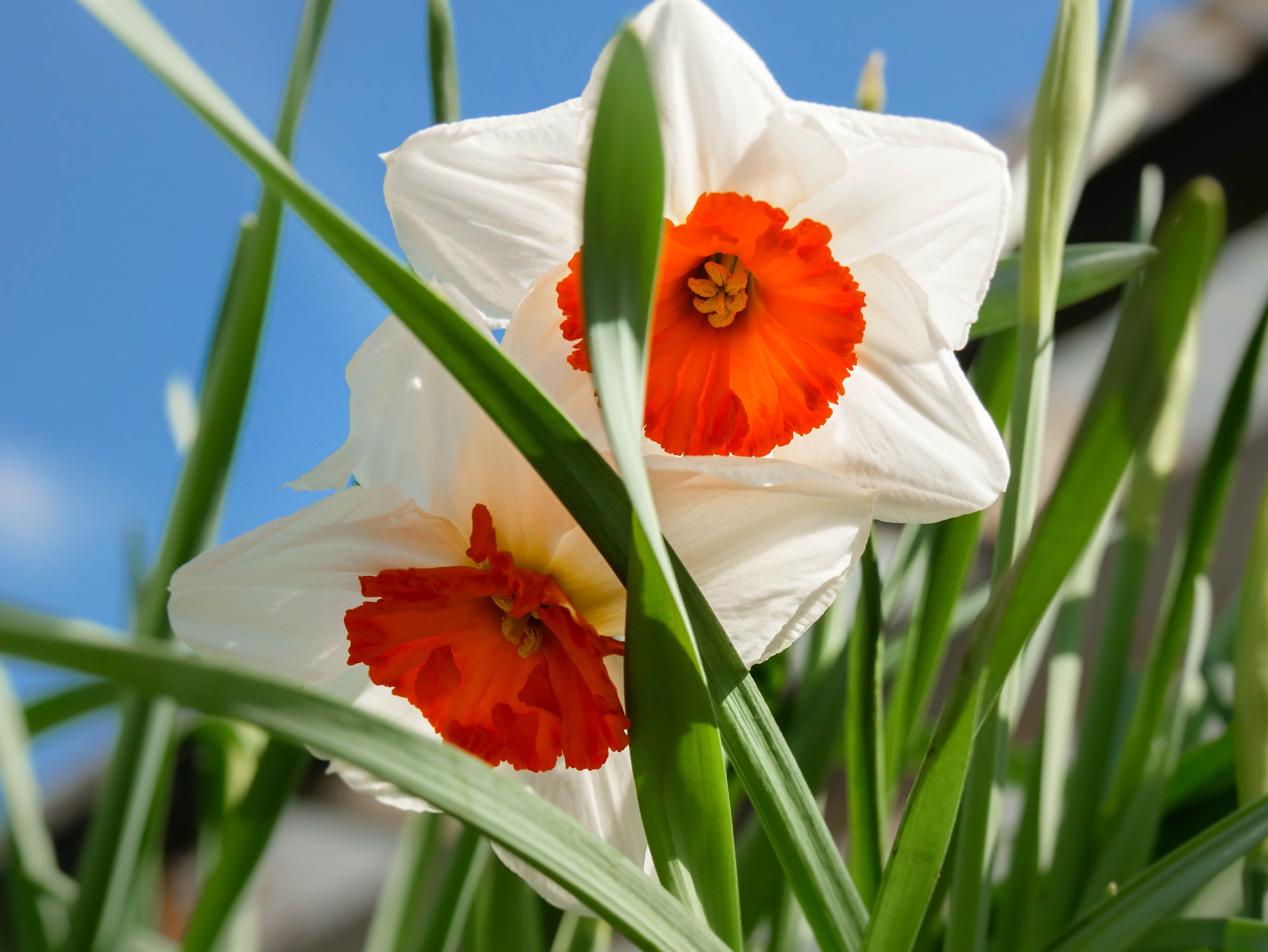 Flower free image download