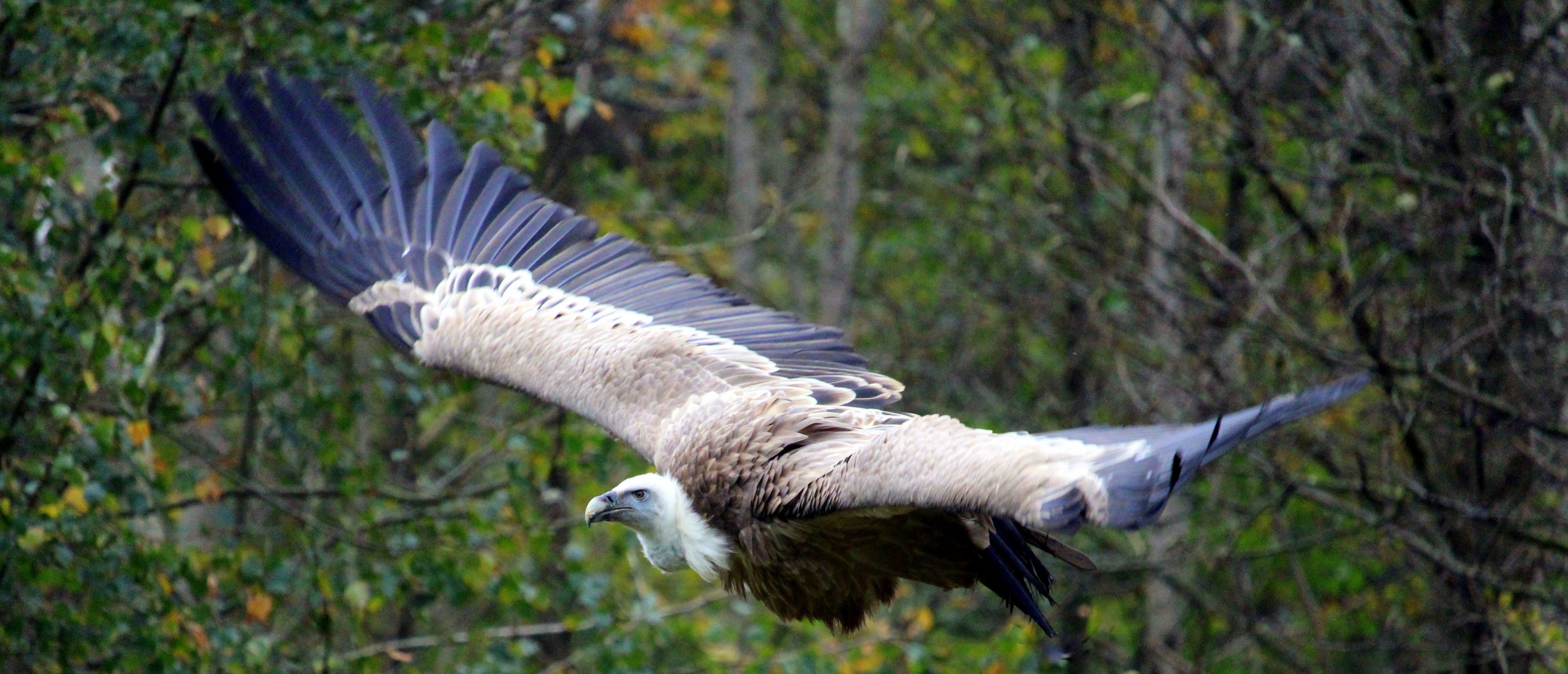 Vulture Flight Animal World free image download