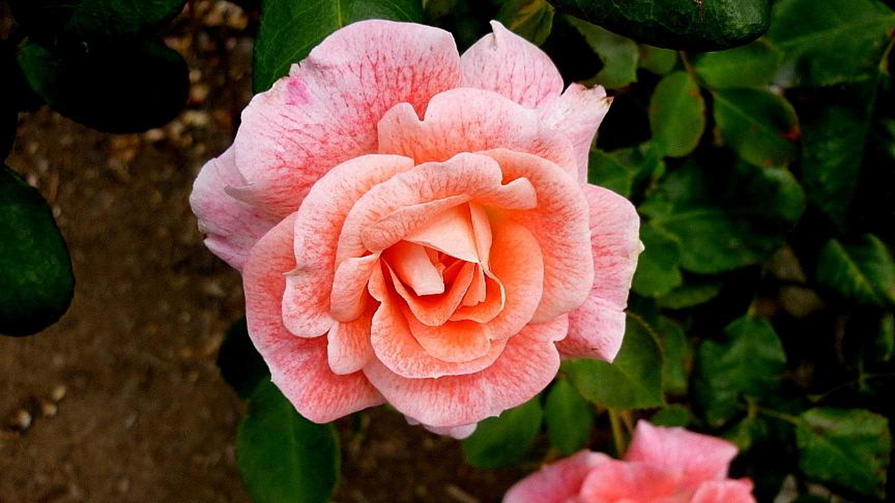 Flower Flora Nature free image download