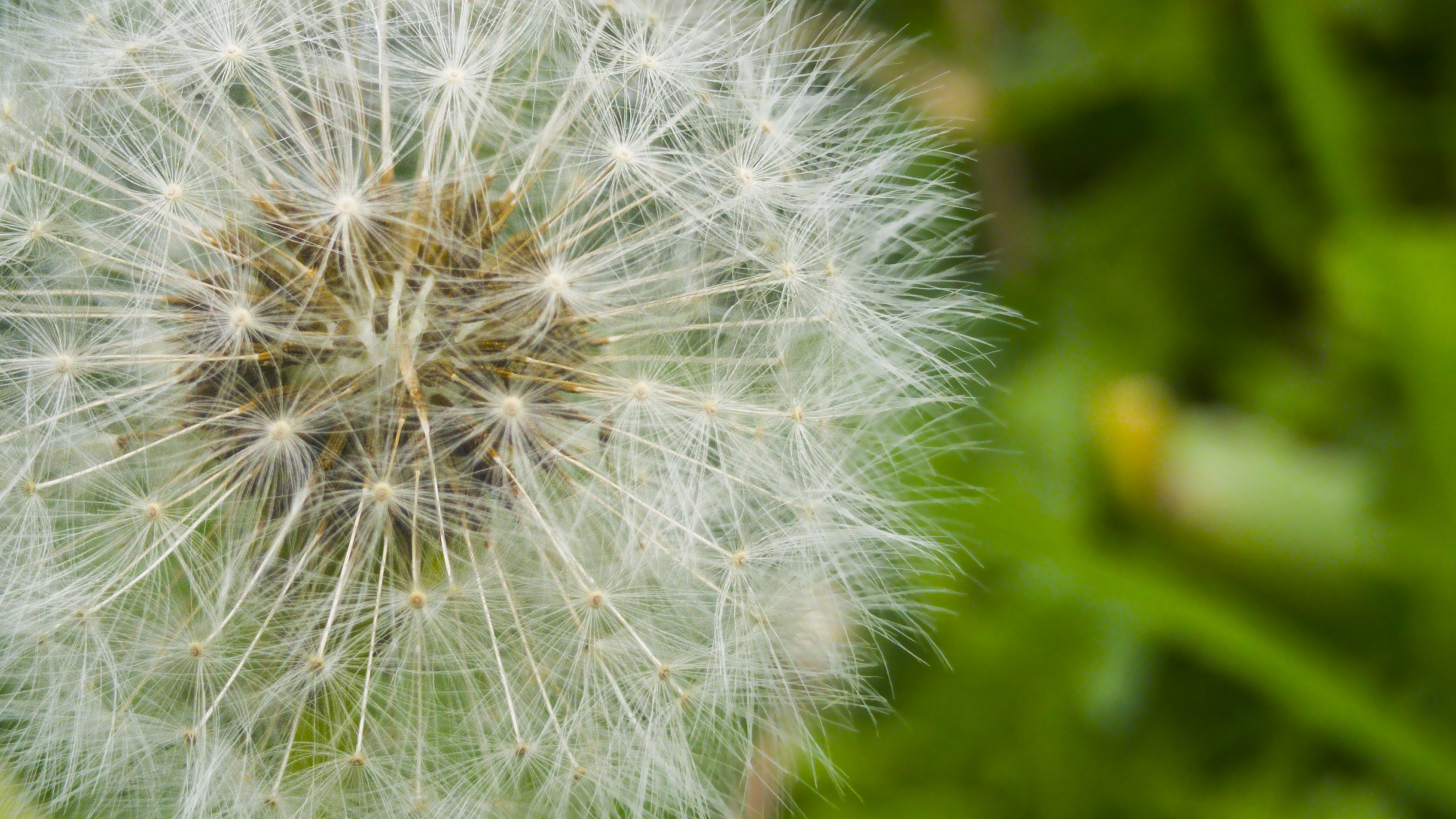 Dandelion Nature Plant free image download