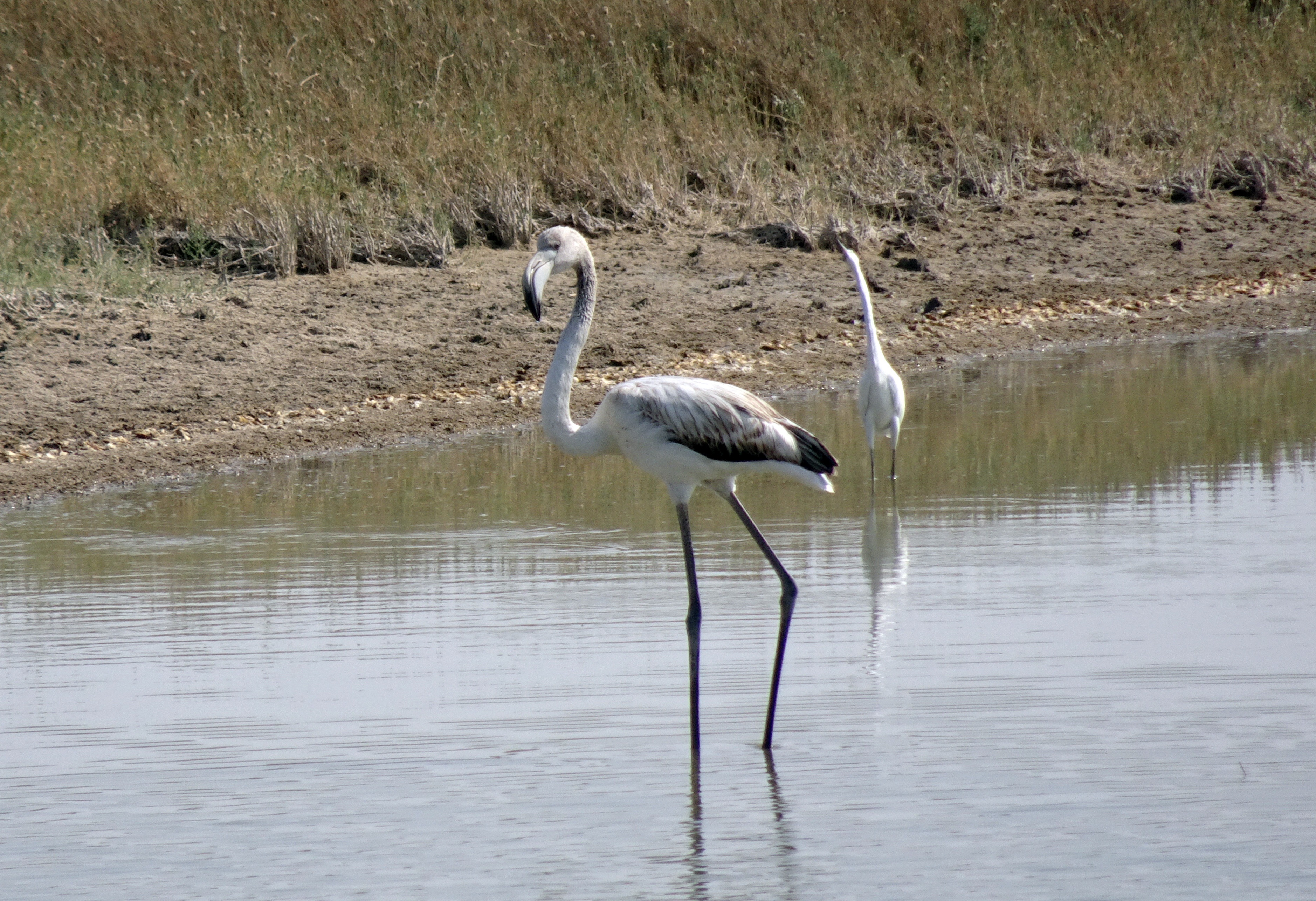 Bird Greater Flamingo Juvenile free image download