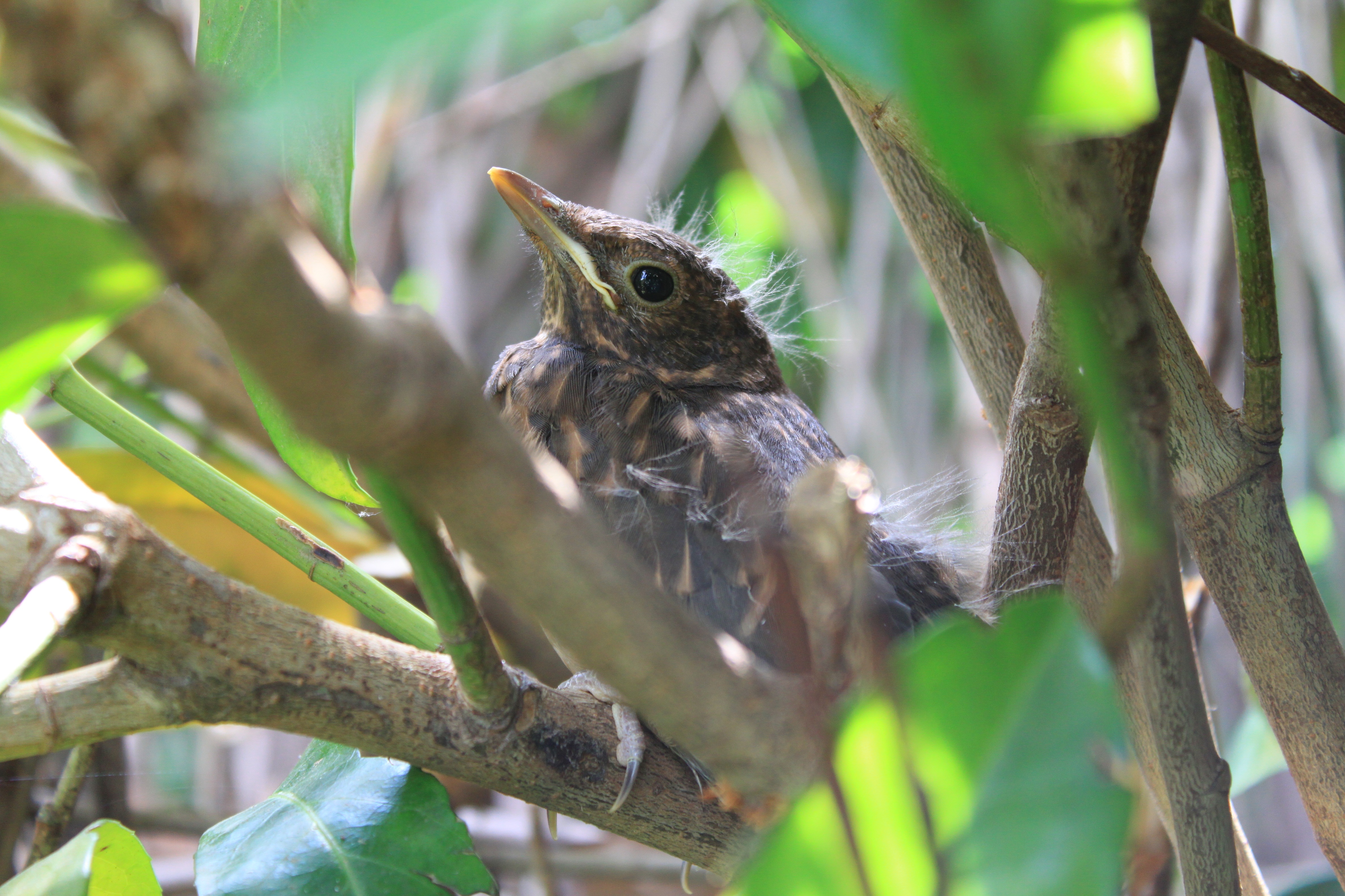 Bird Hedge free image download