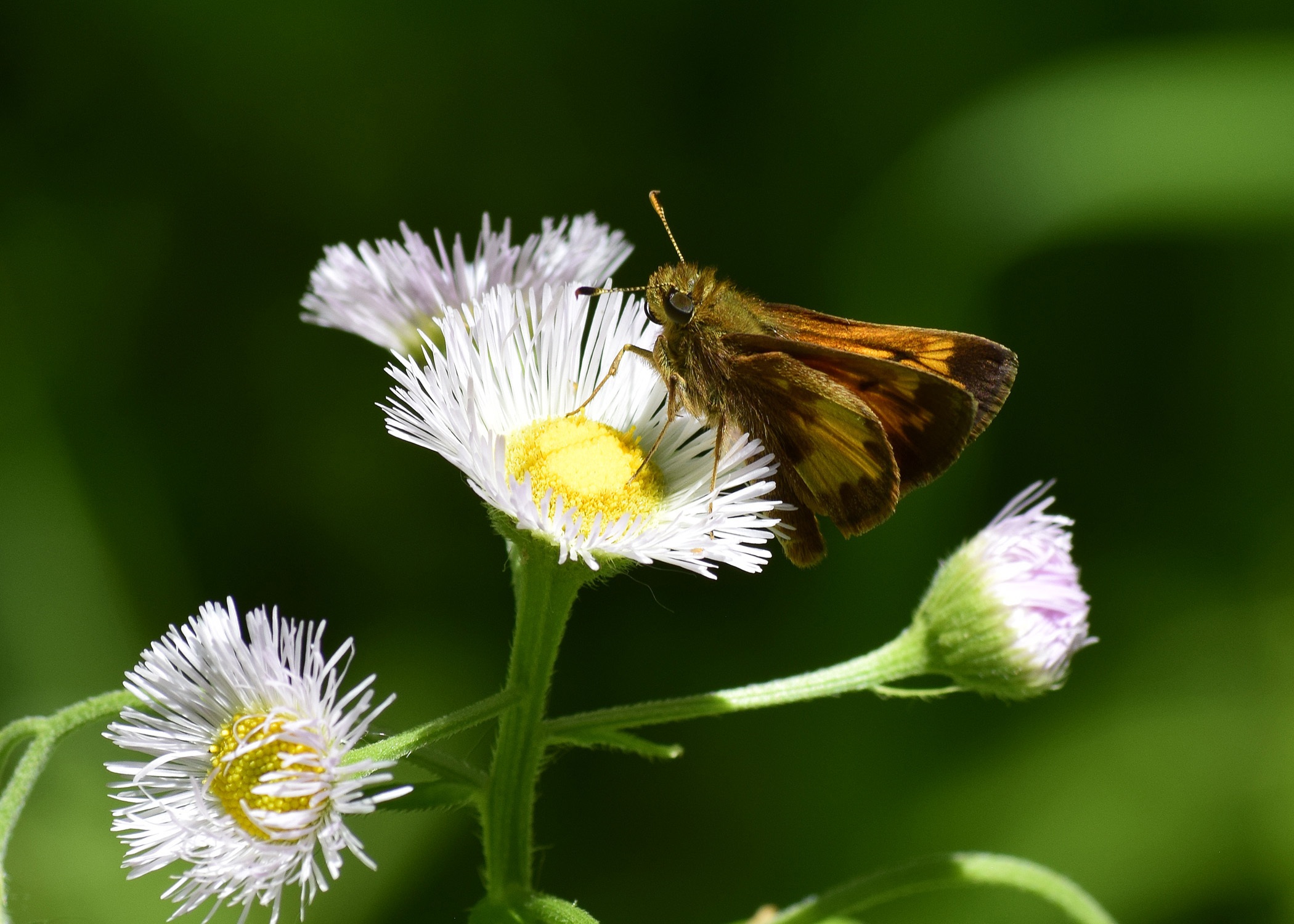 Nature Insect Flora free image download