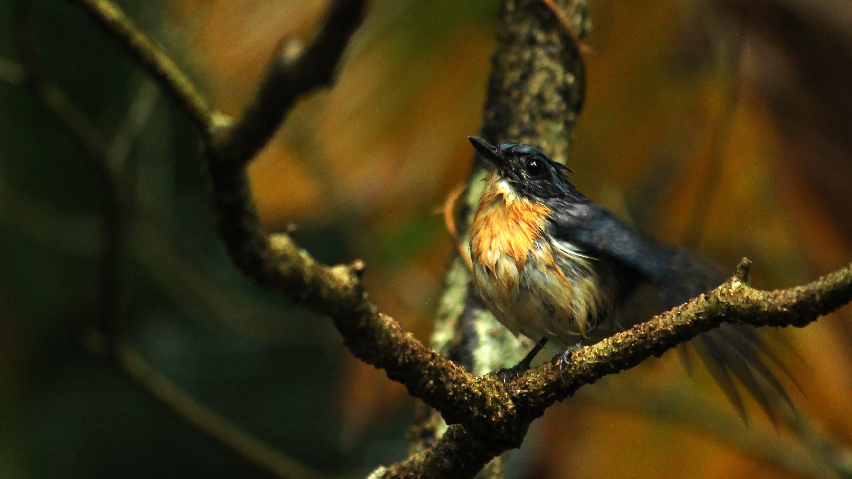 Bird Wildlife Nature free image download