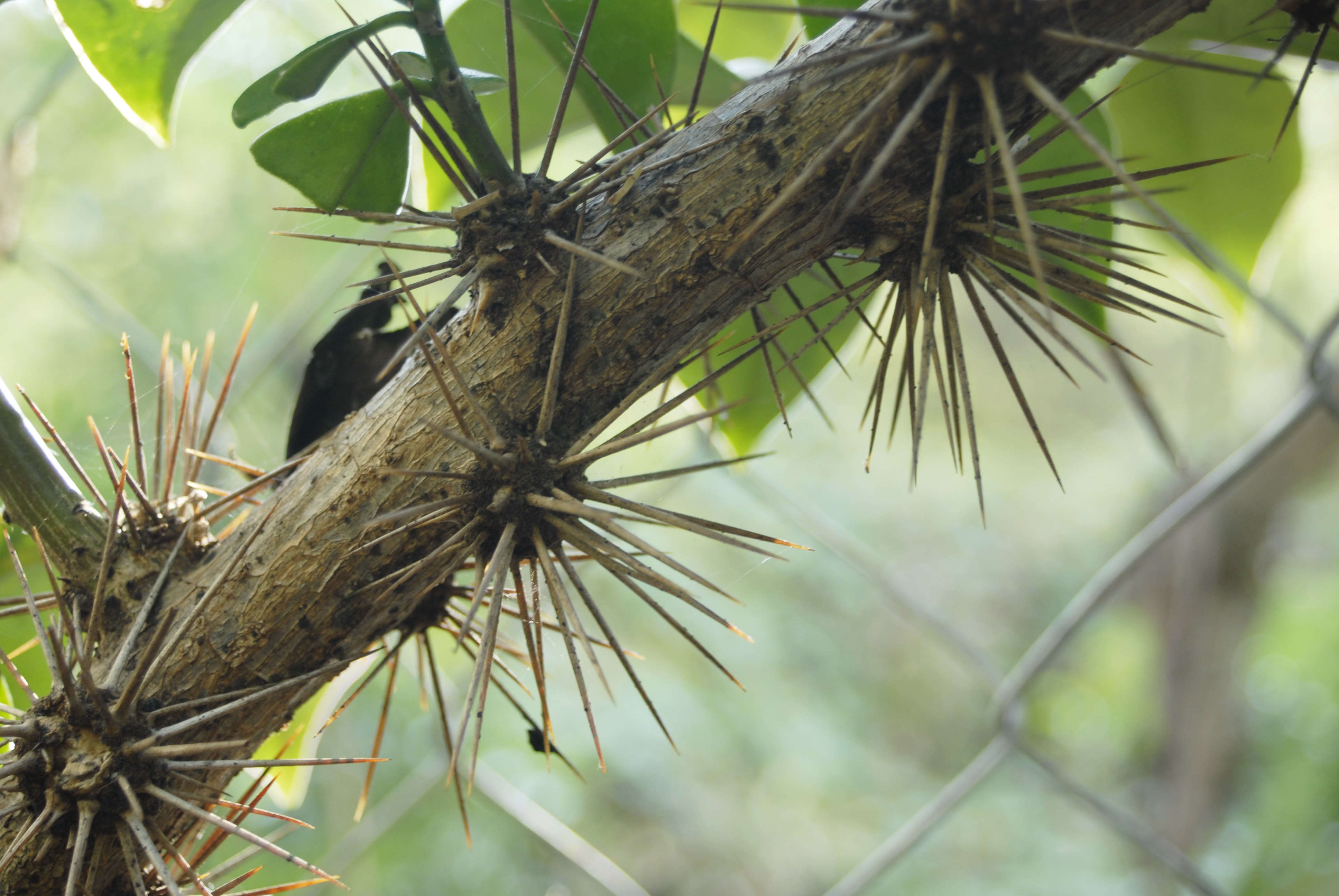 Cat'S Claw Thorns Plant Tlapa De free image download