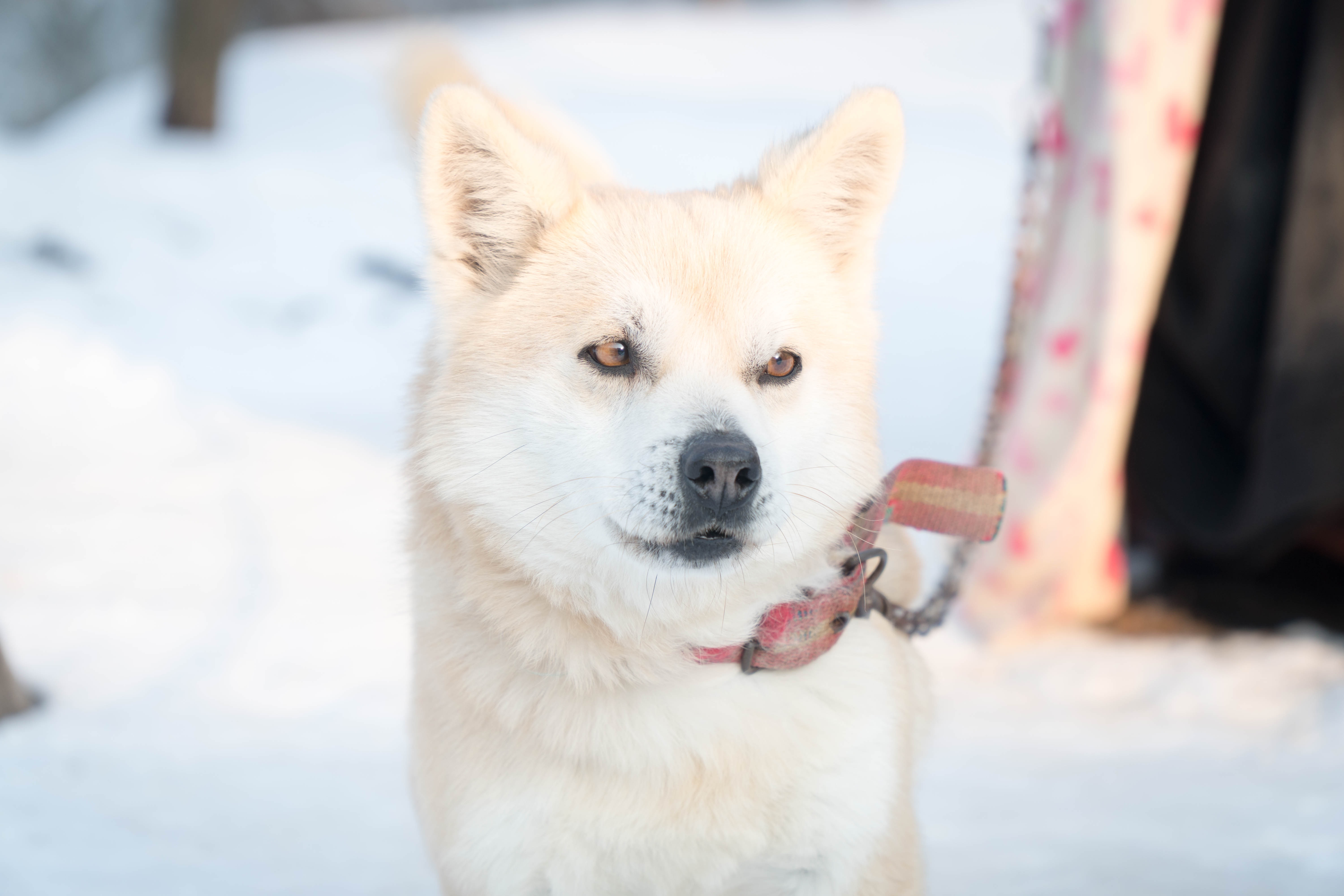 Cute Winter Dog free image download