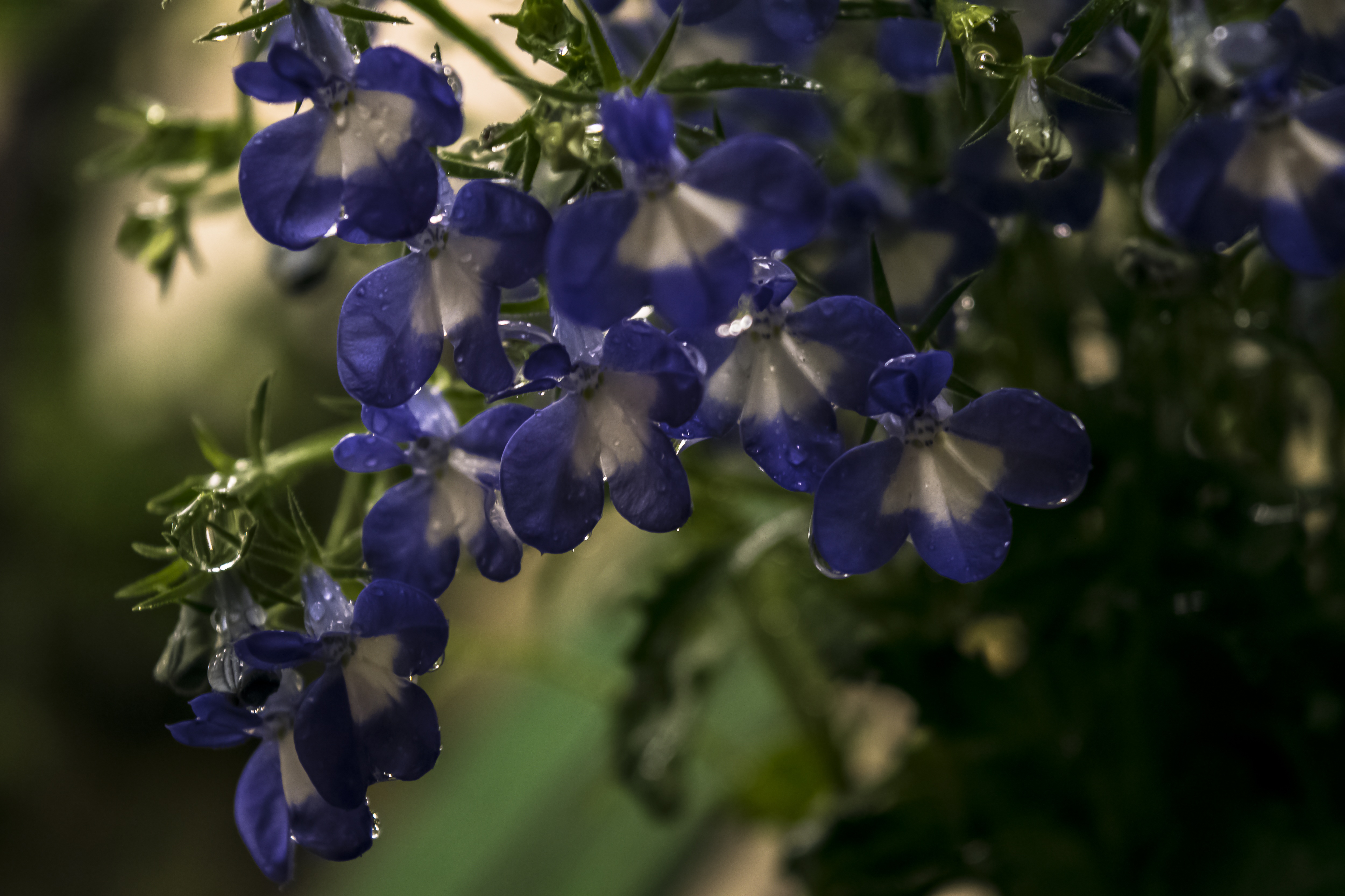 Flowers Rain Spring free image download