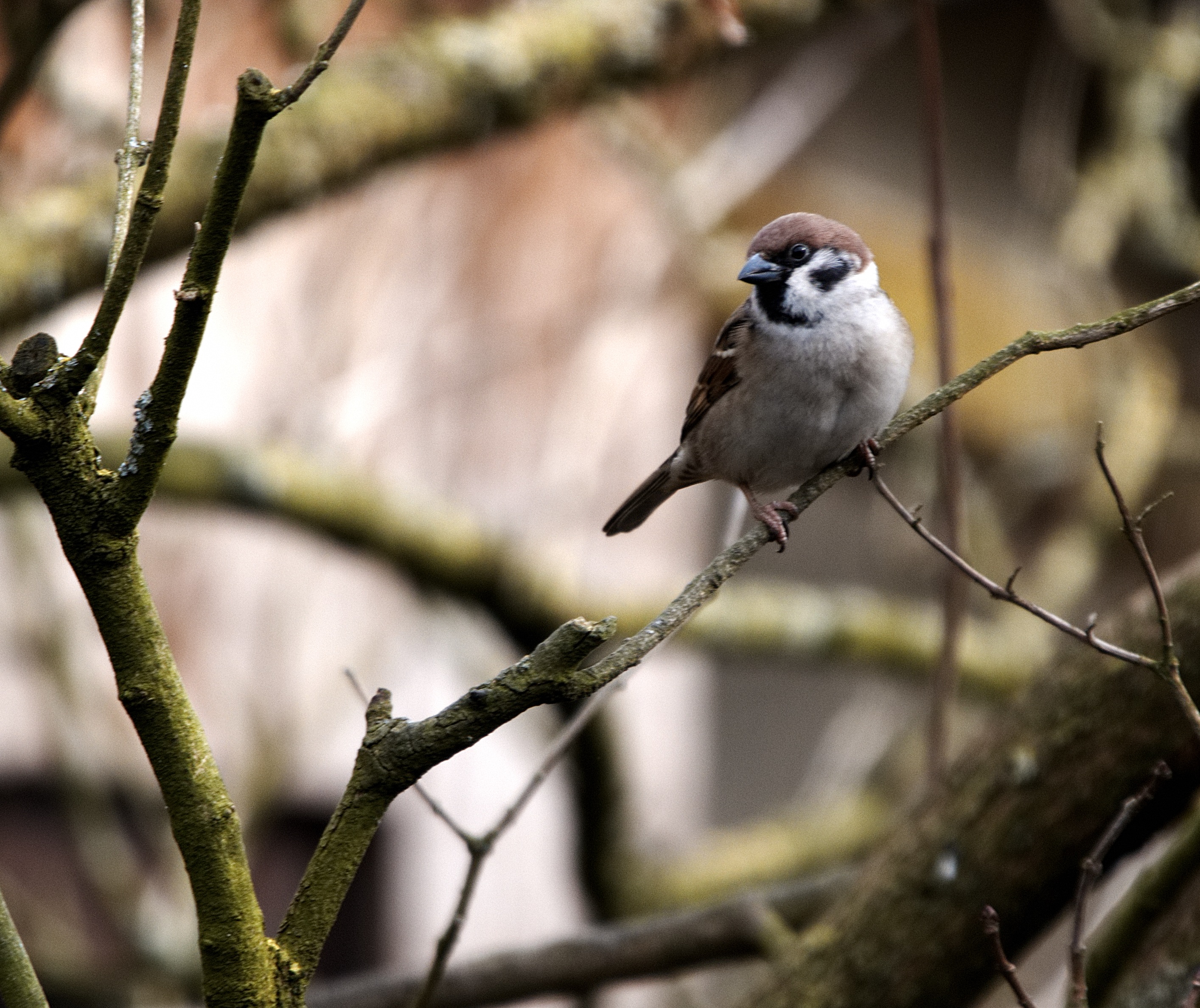 Bird Animal World Sparrow free image download