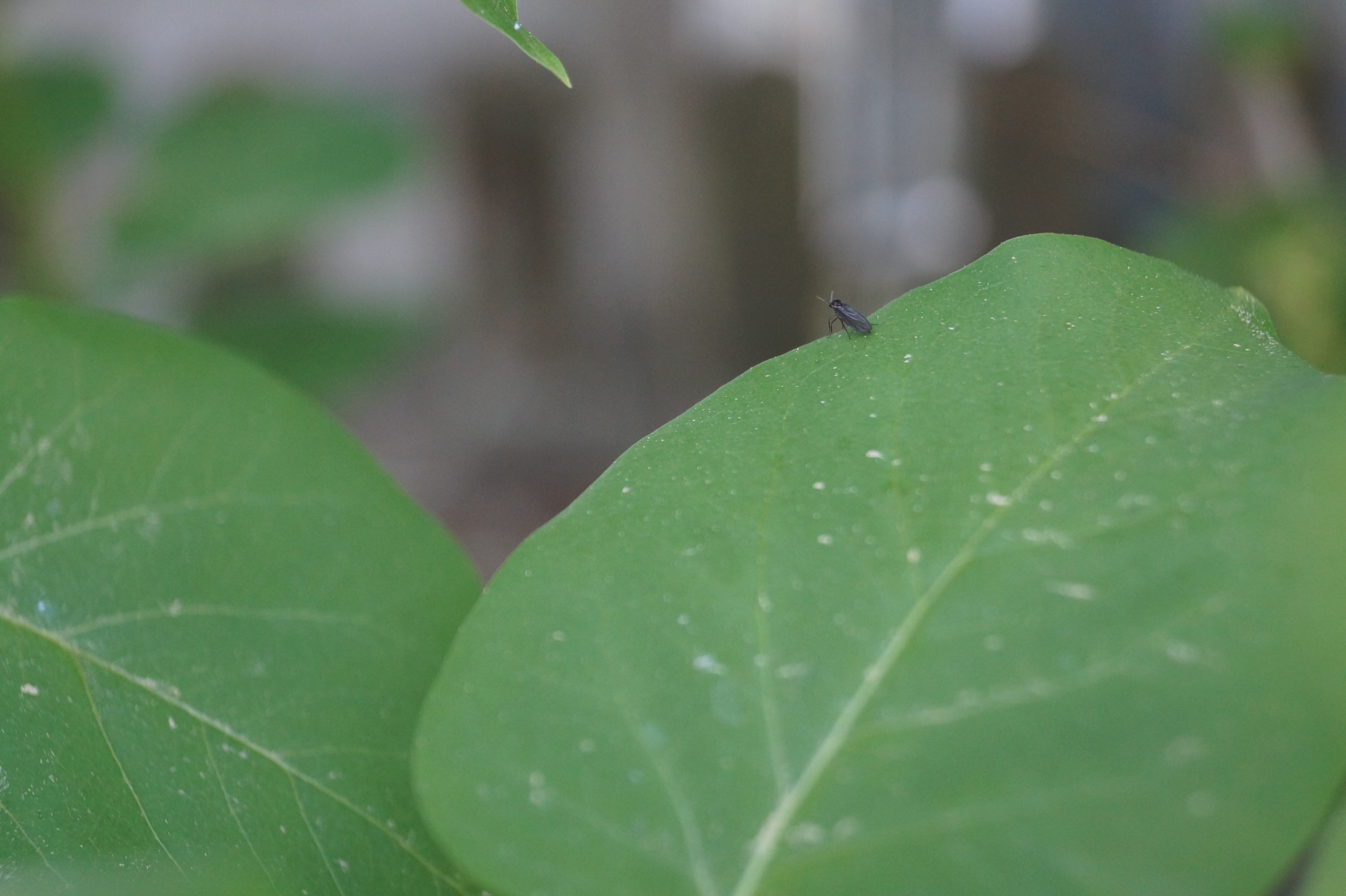 Lilac Insect Fly Close free image download