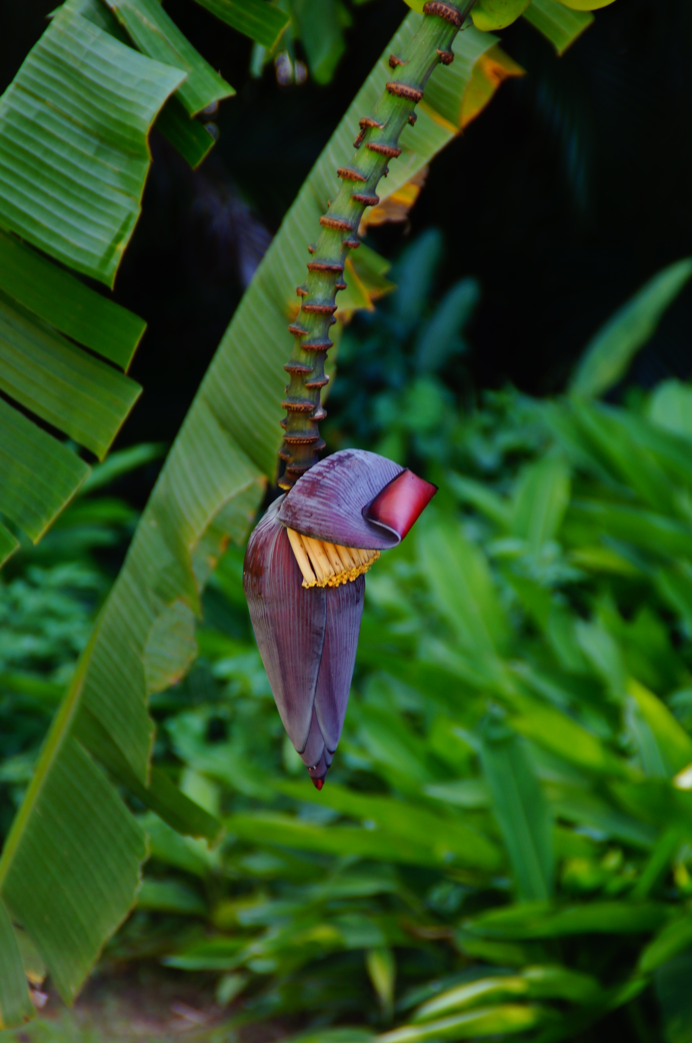 Flower Green Blossom free image download