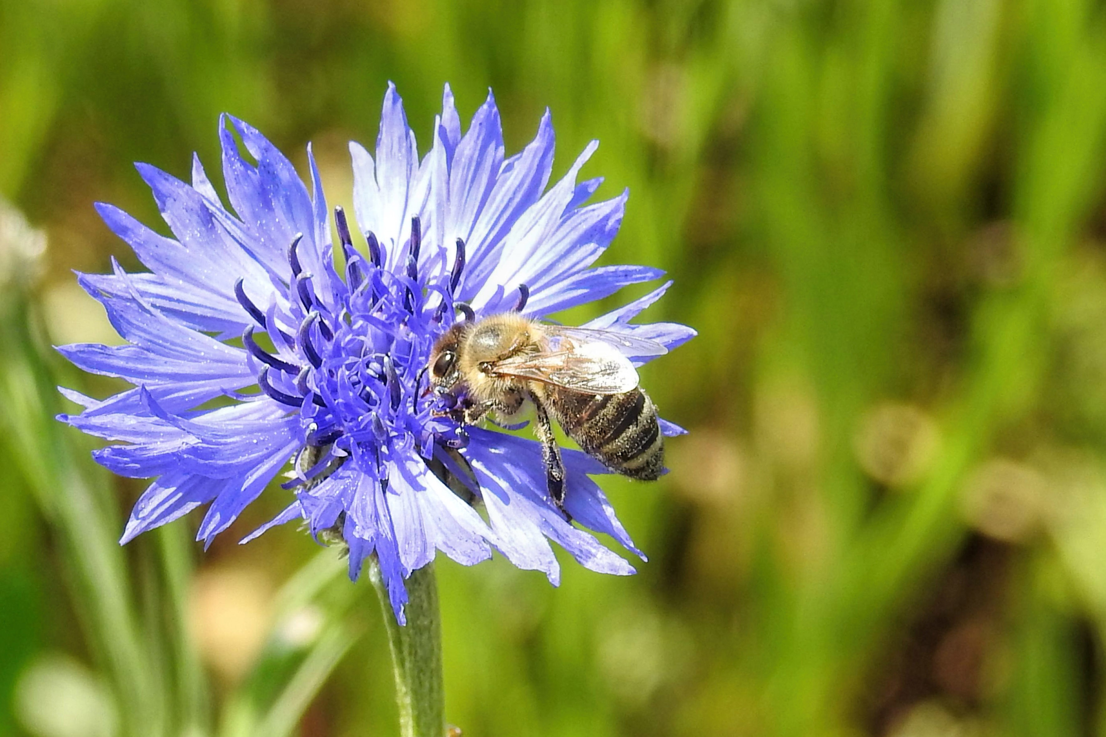 Cornflower Bee Nature free image download