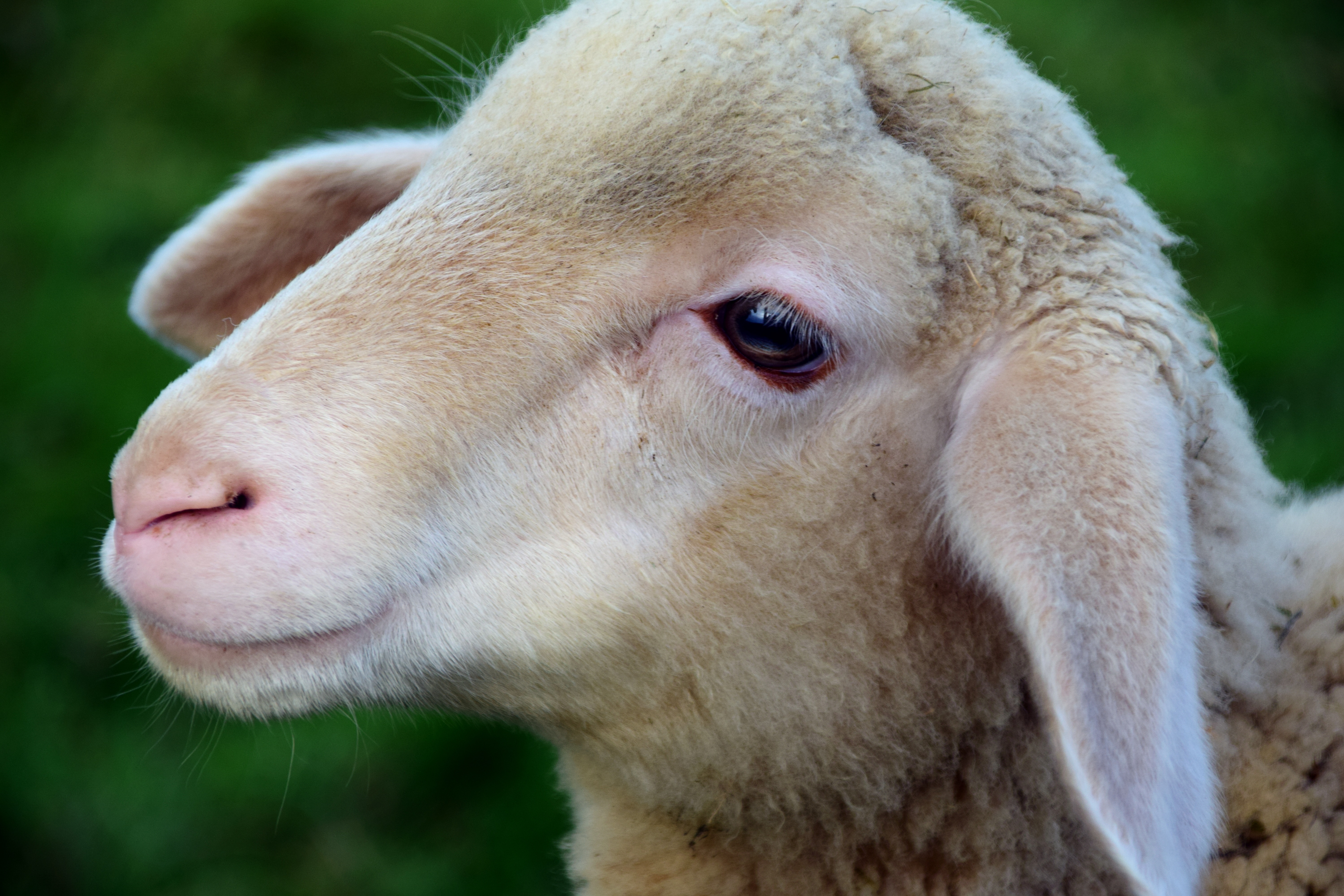 Lamb Sheep Young Animal free image download