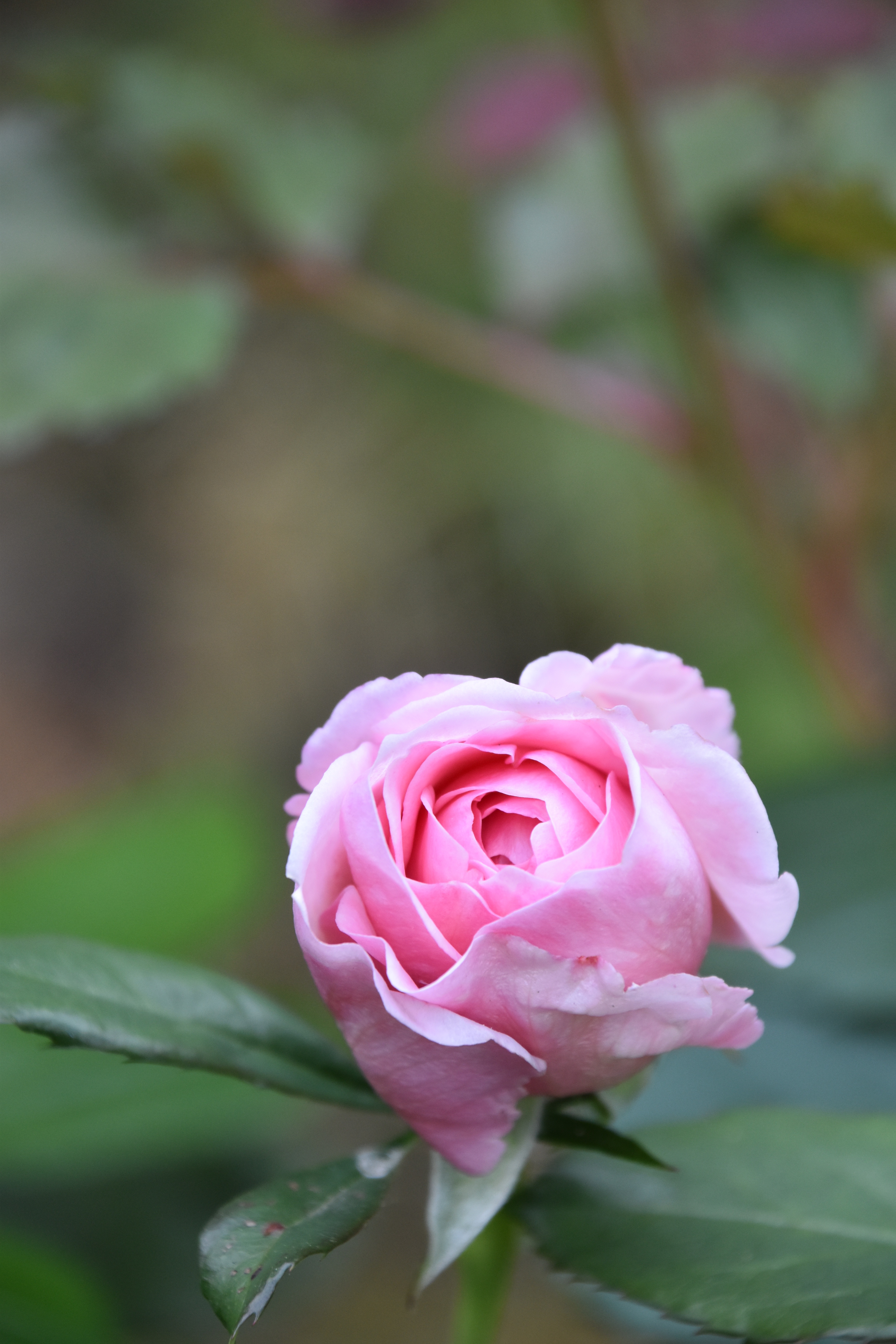 Pink Flower Color free image download