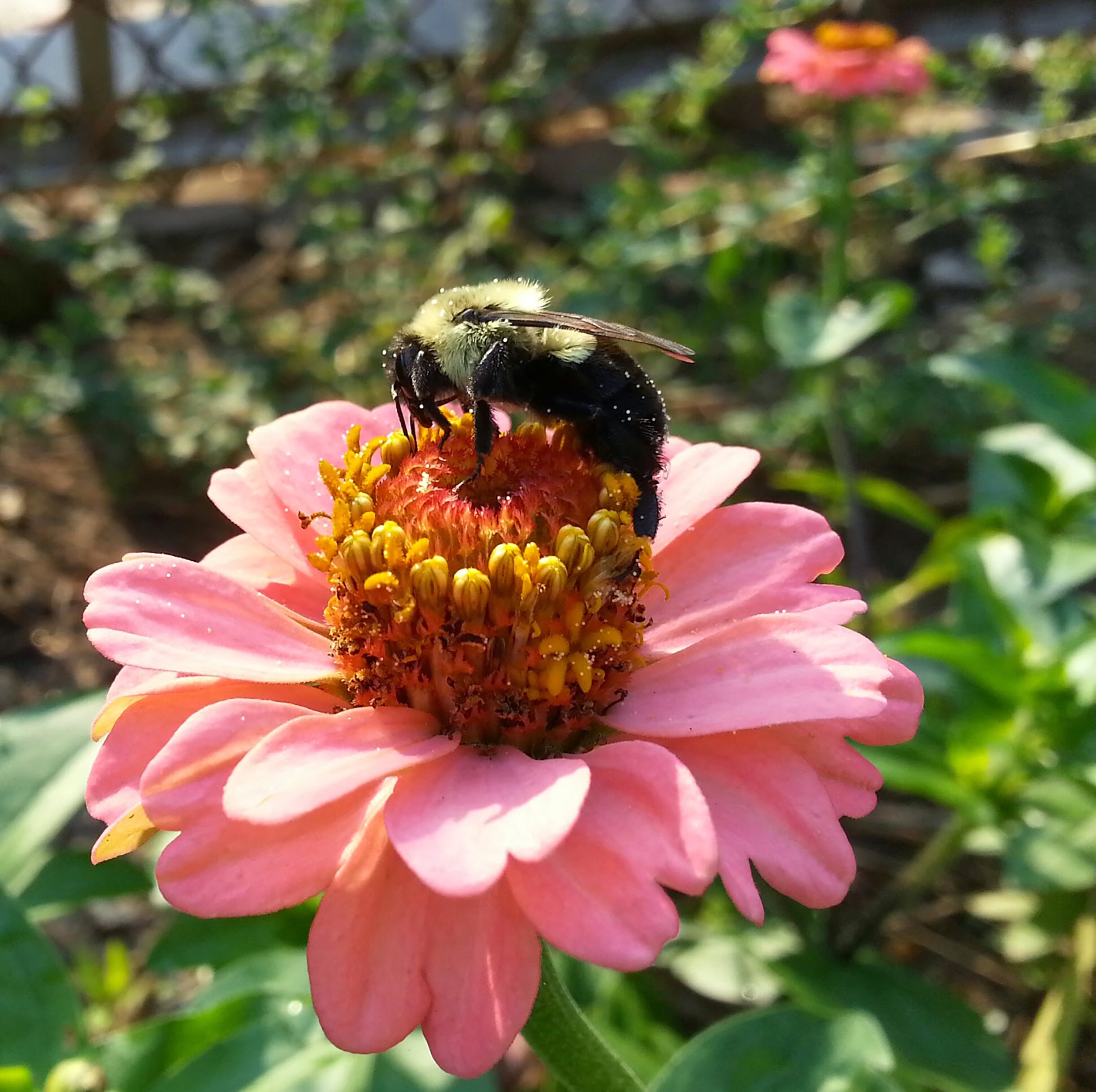 Nature Insect Flower free image download