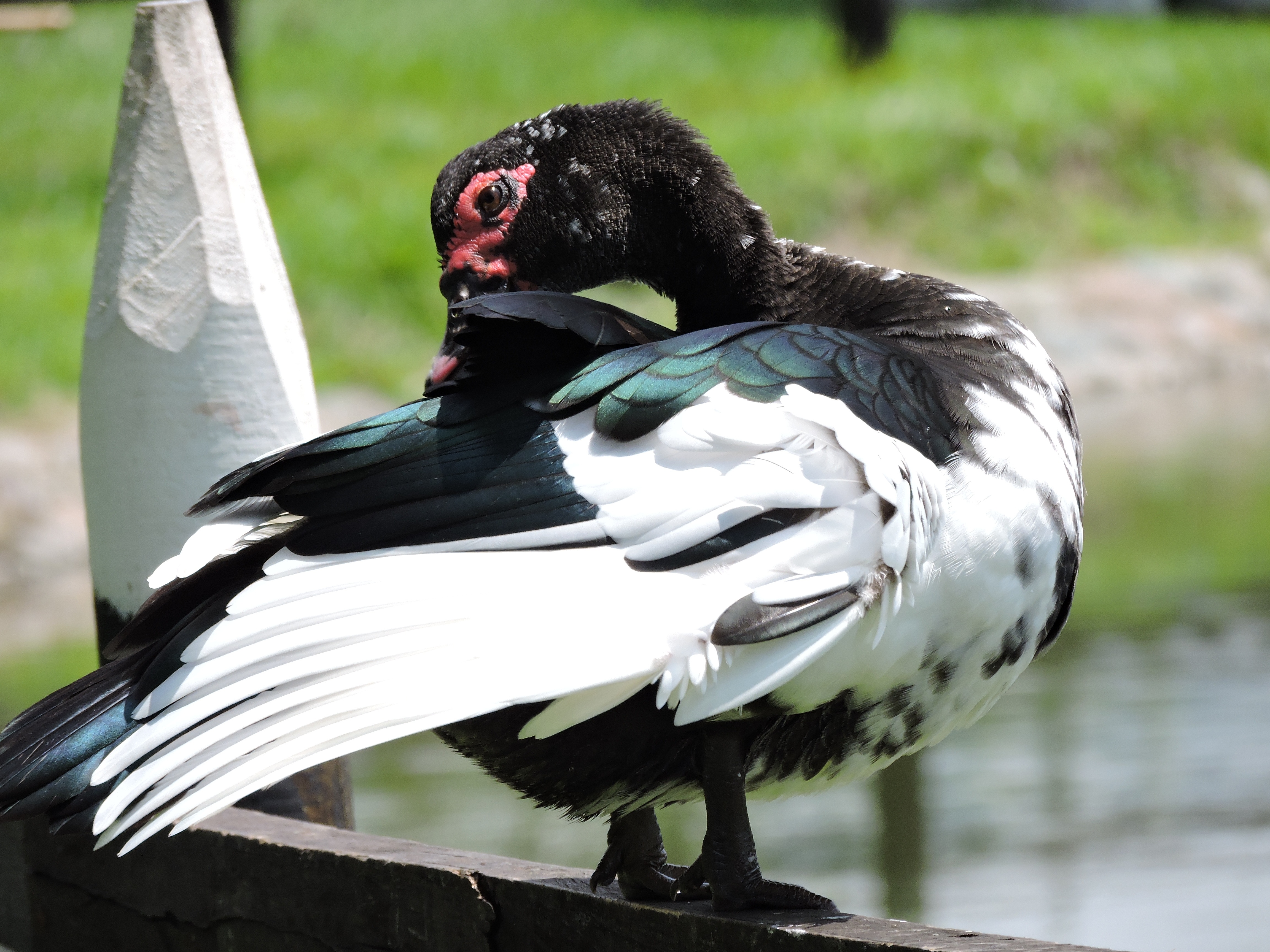 Birds Wild Life Pen free image download
