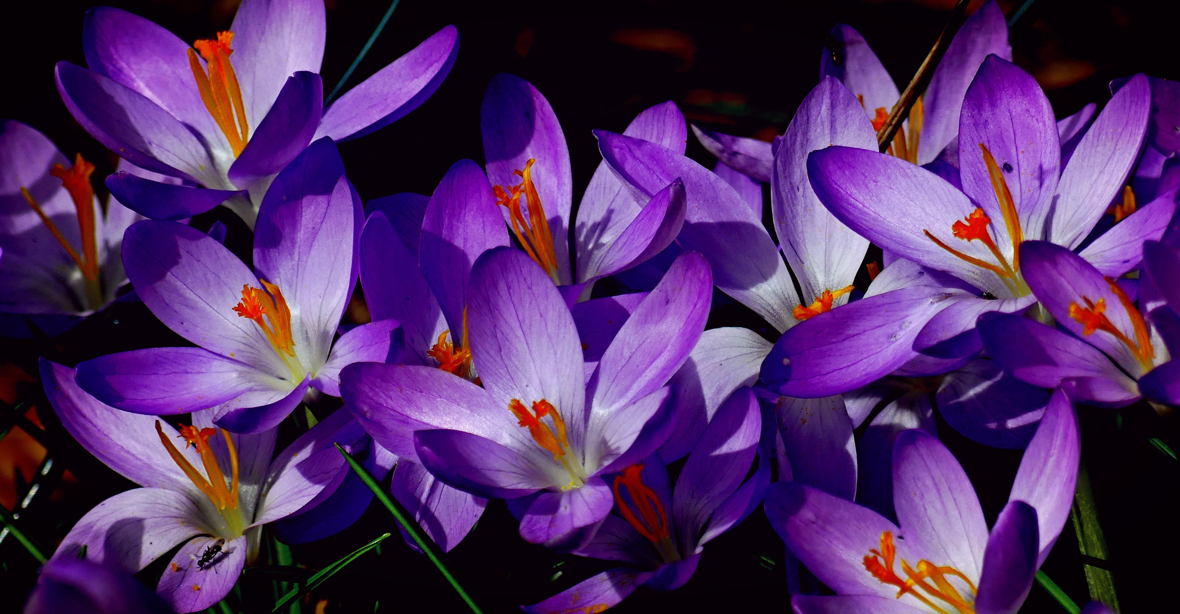 Crocus Spring Nature free image download