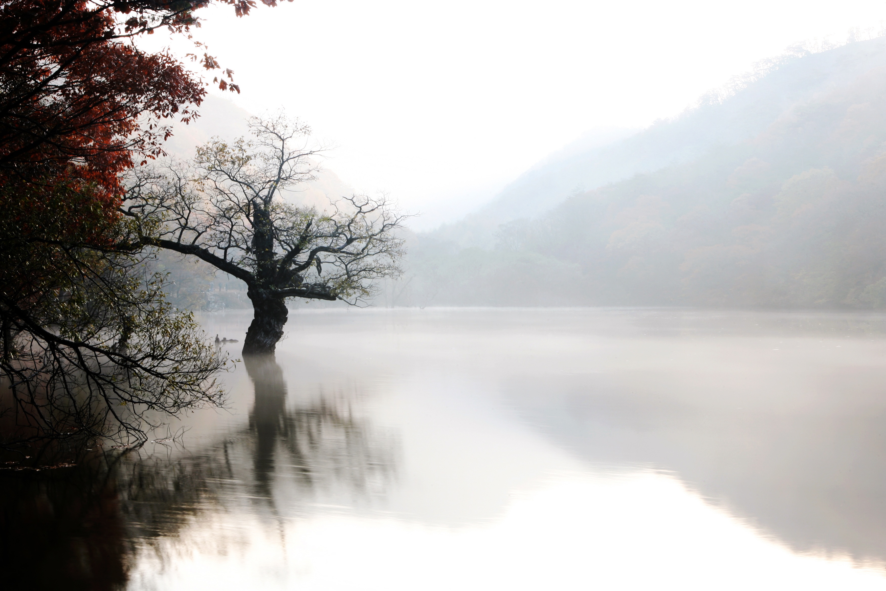 Fog Nature Scenery free image download