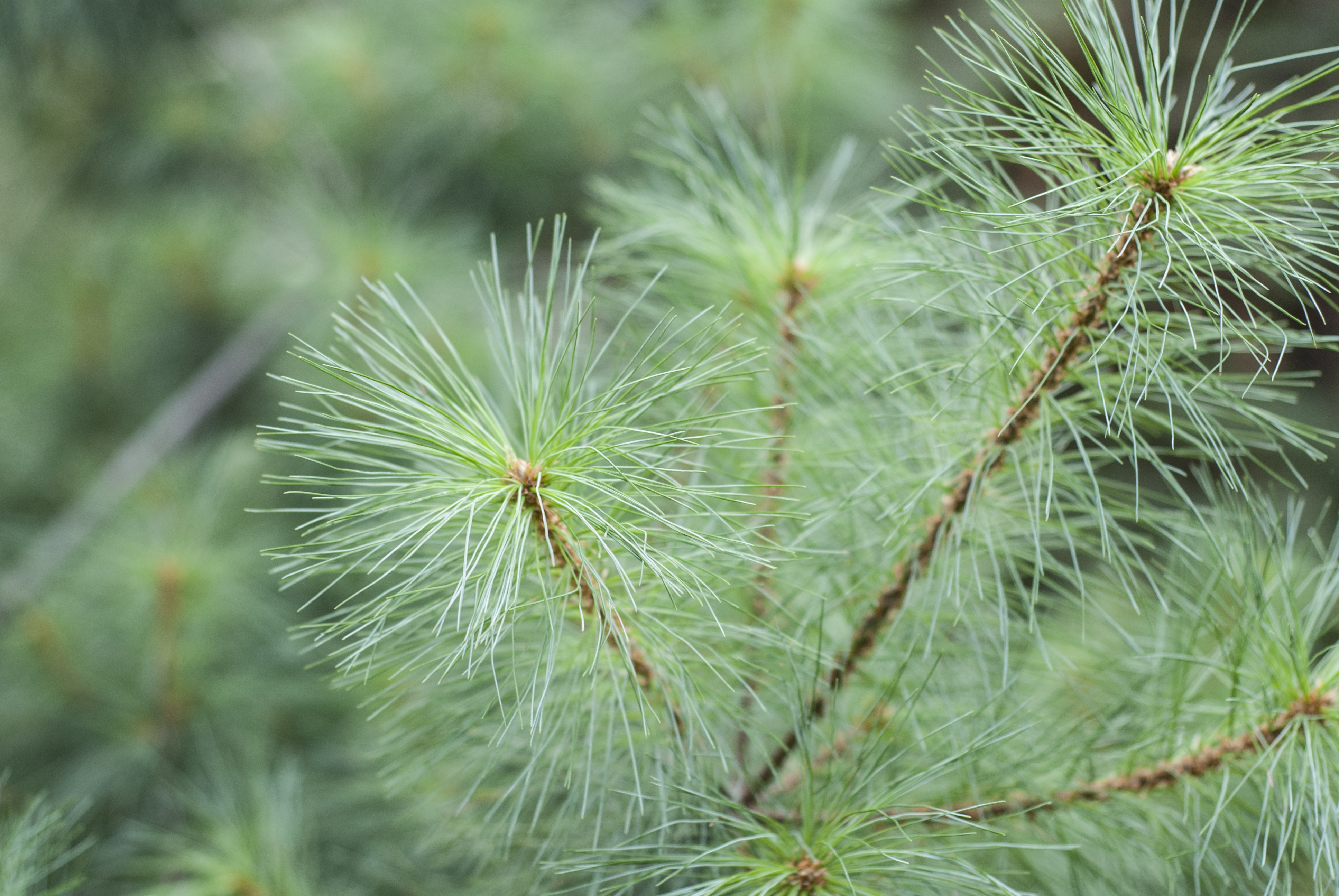 Needle Nature Tree free image download