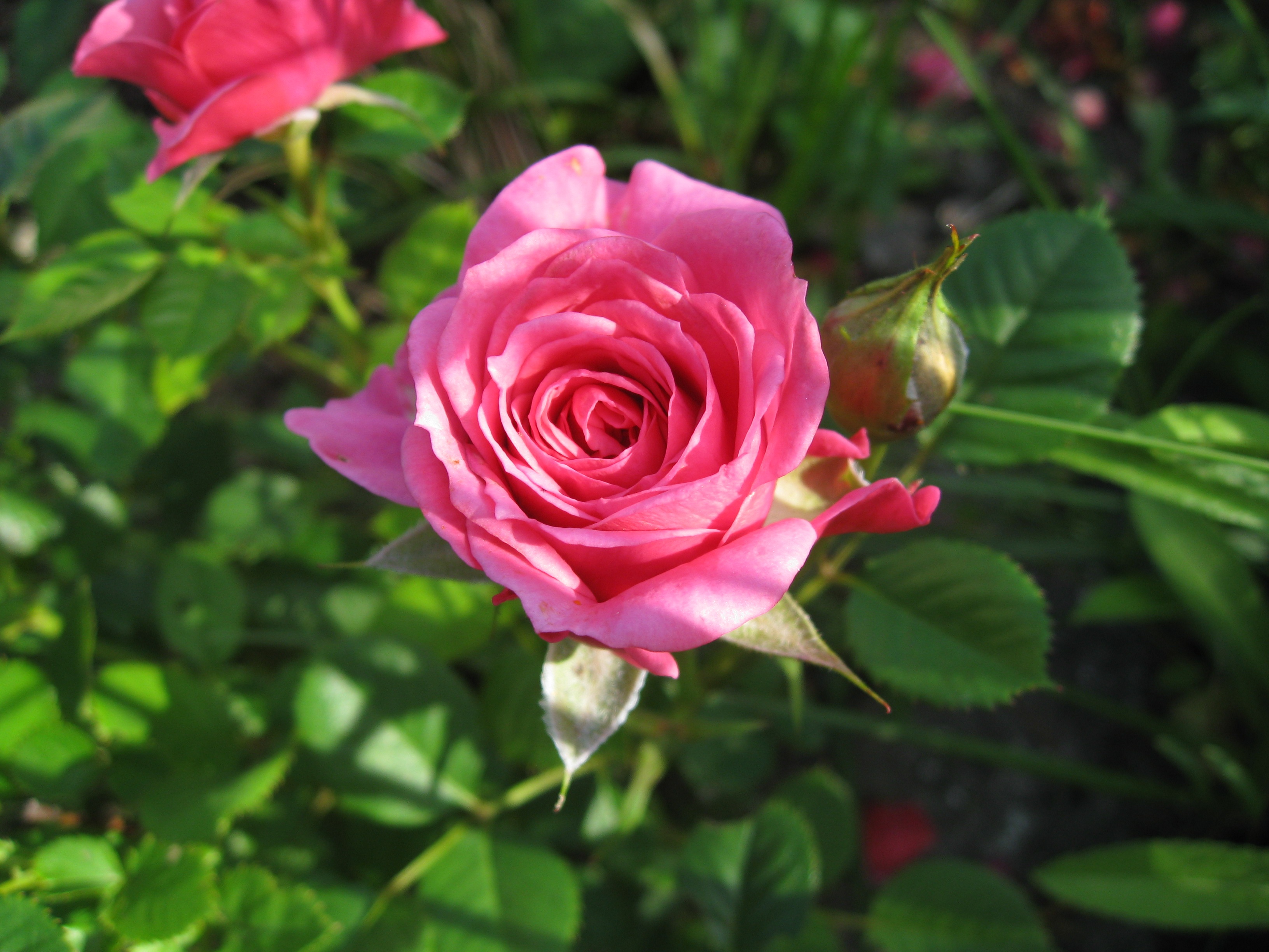 Flower Roses Nature free image download