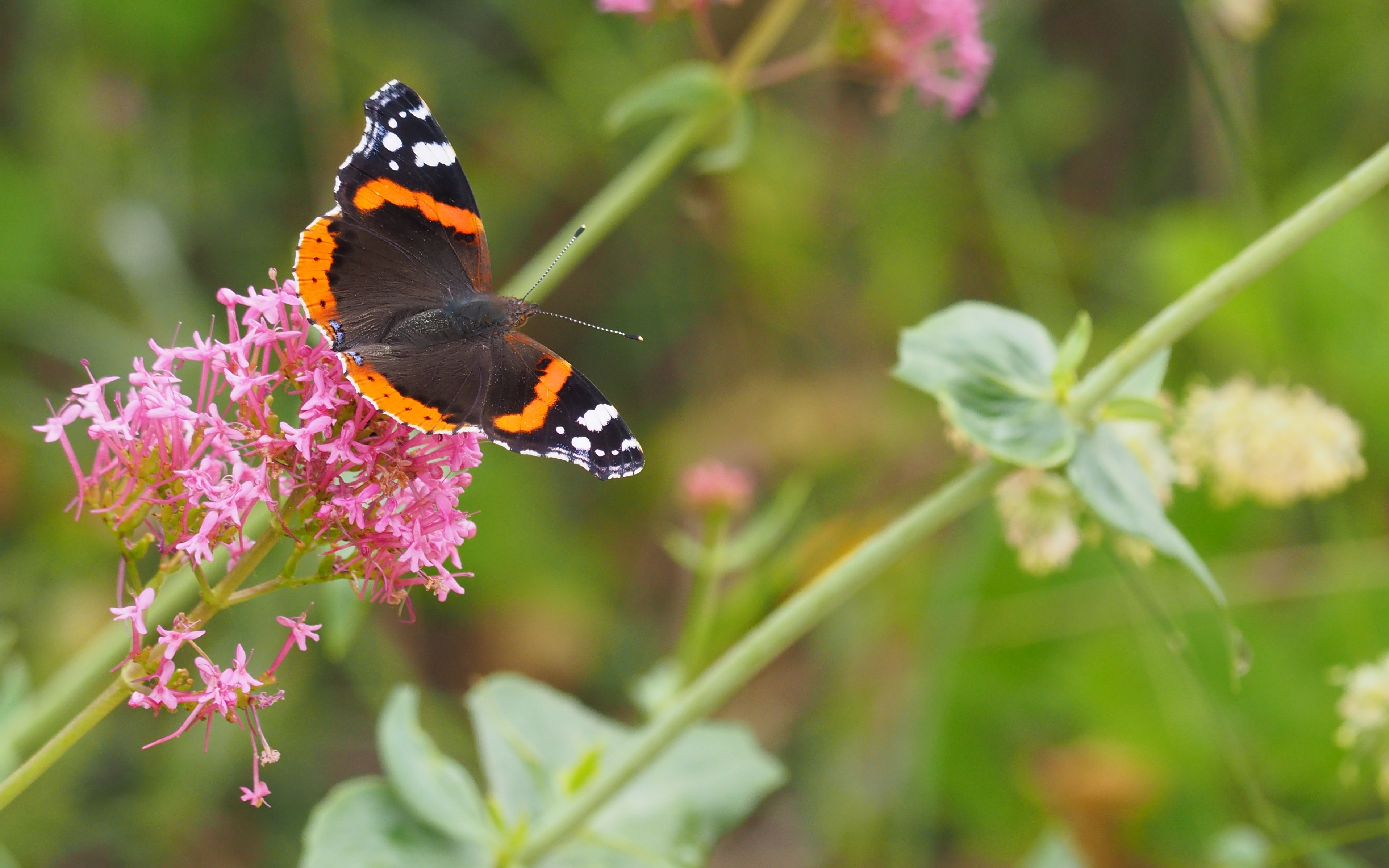 Nature Insects Butterfly free image download