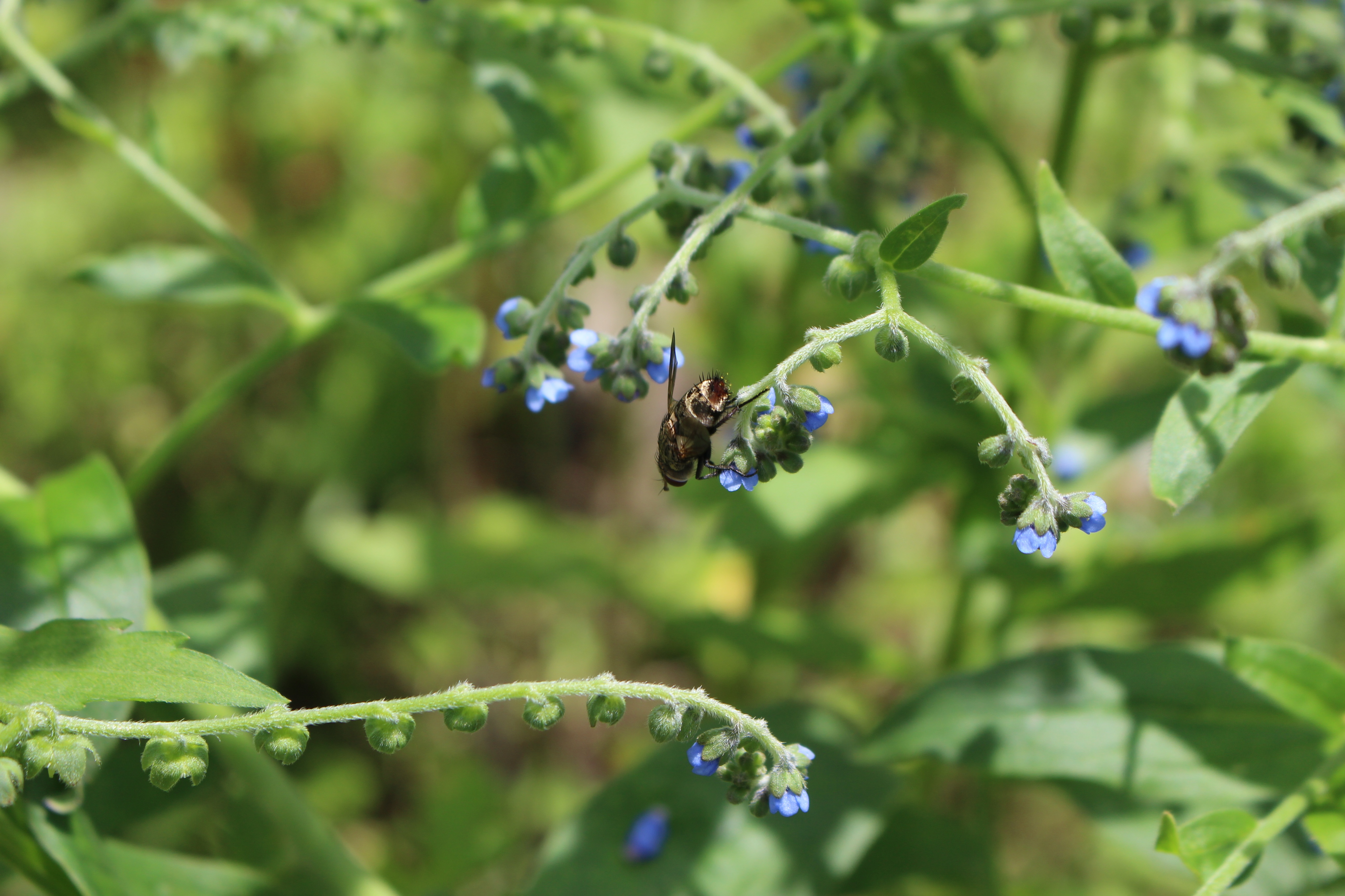 Nature Outdoor Insect free image download