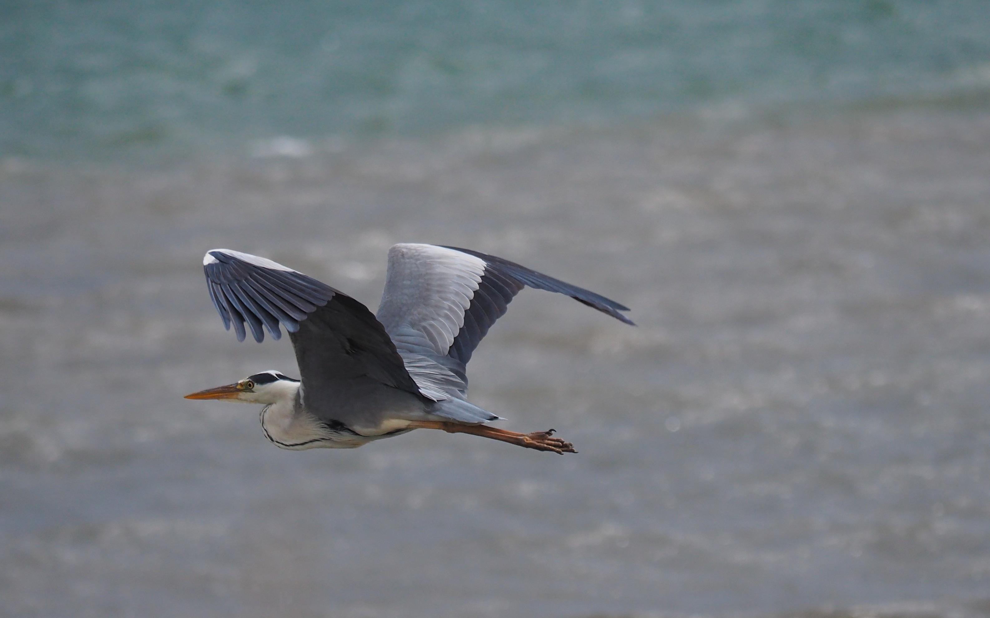 Nature Fauna Birds free image download