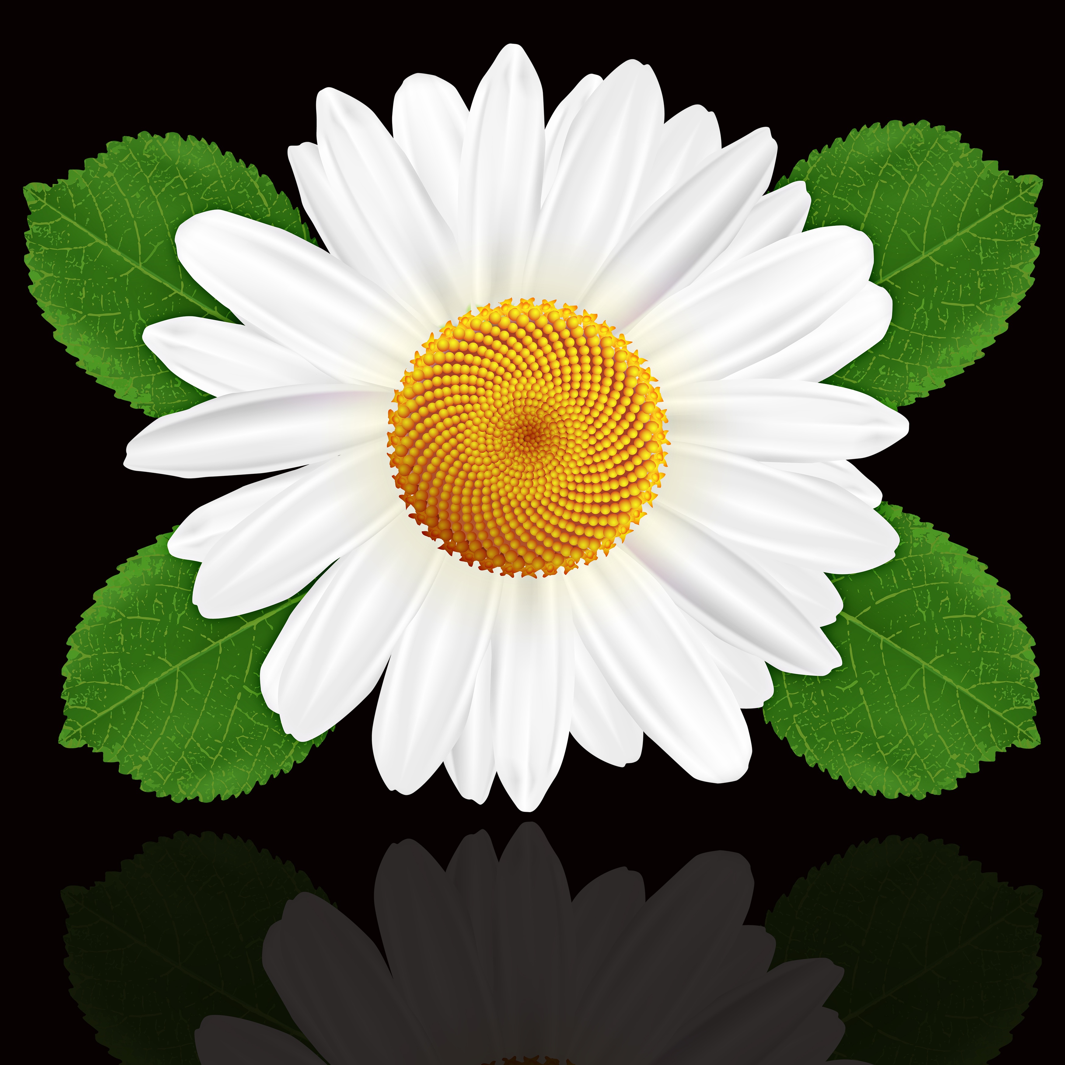 Chamomile green black free image download