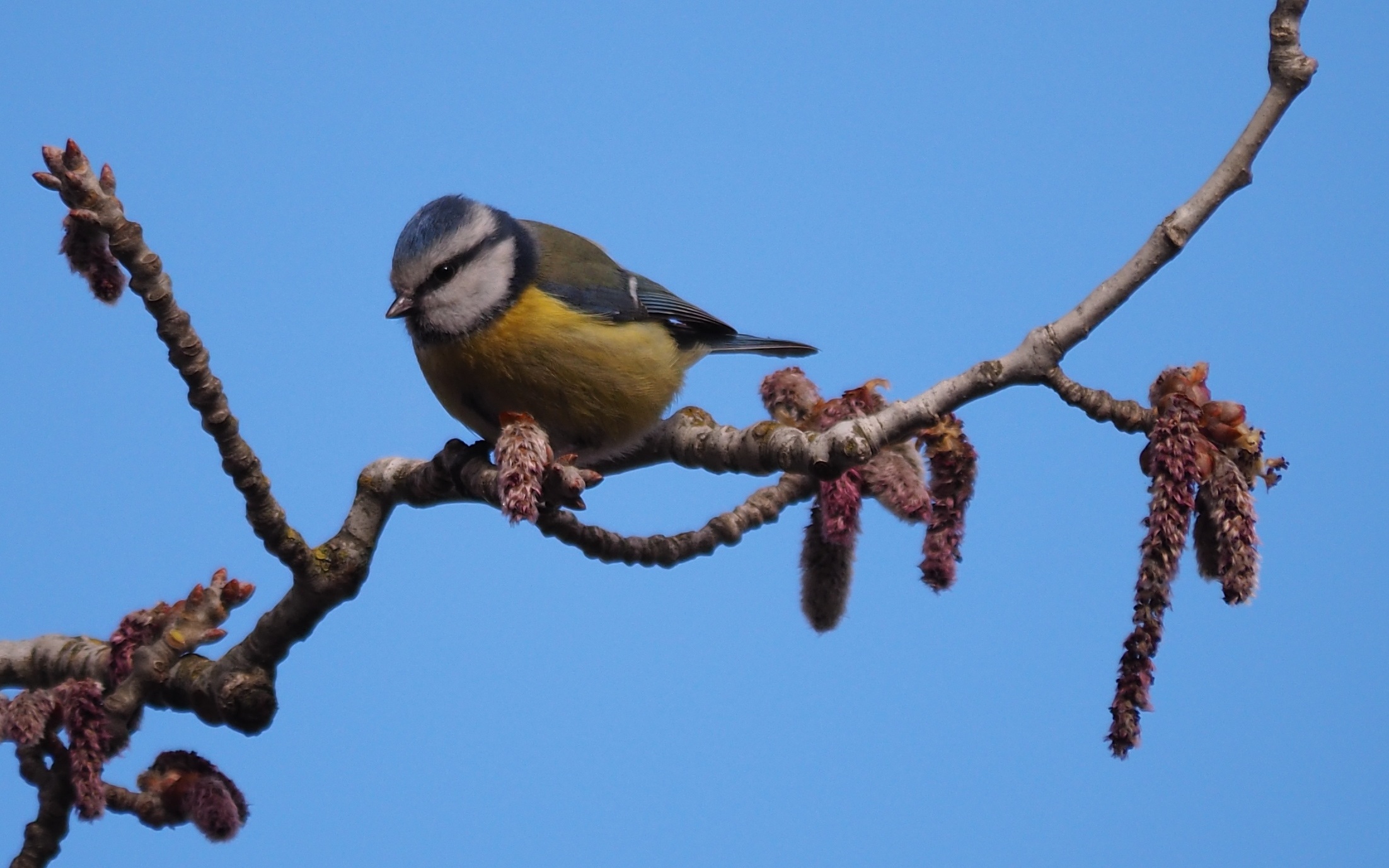 Fauna Bird Nature free image download