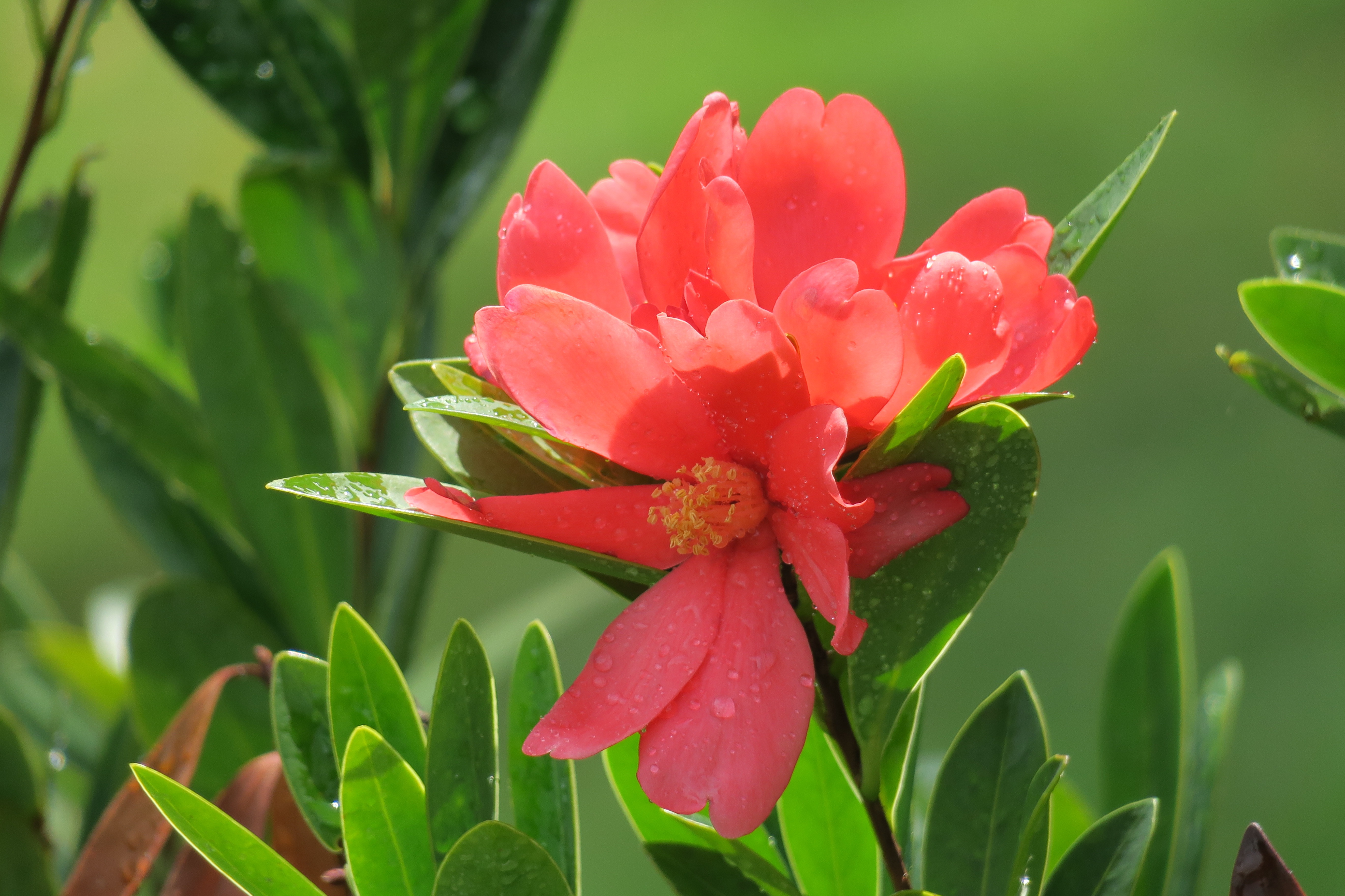 Camellia Flower Pistil free image download