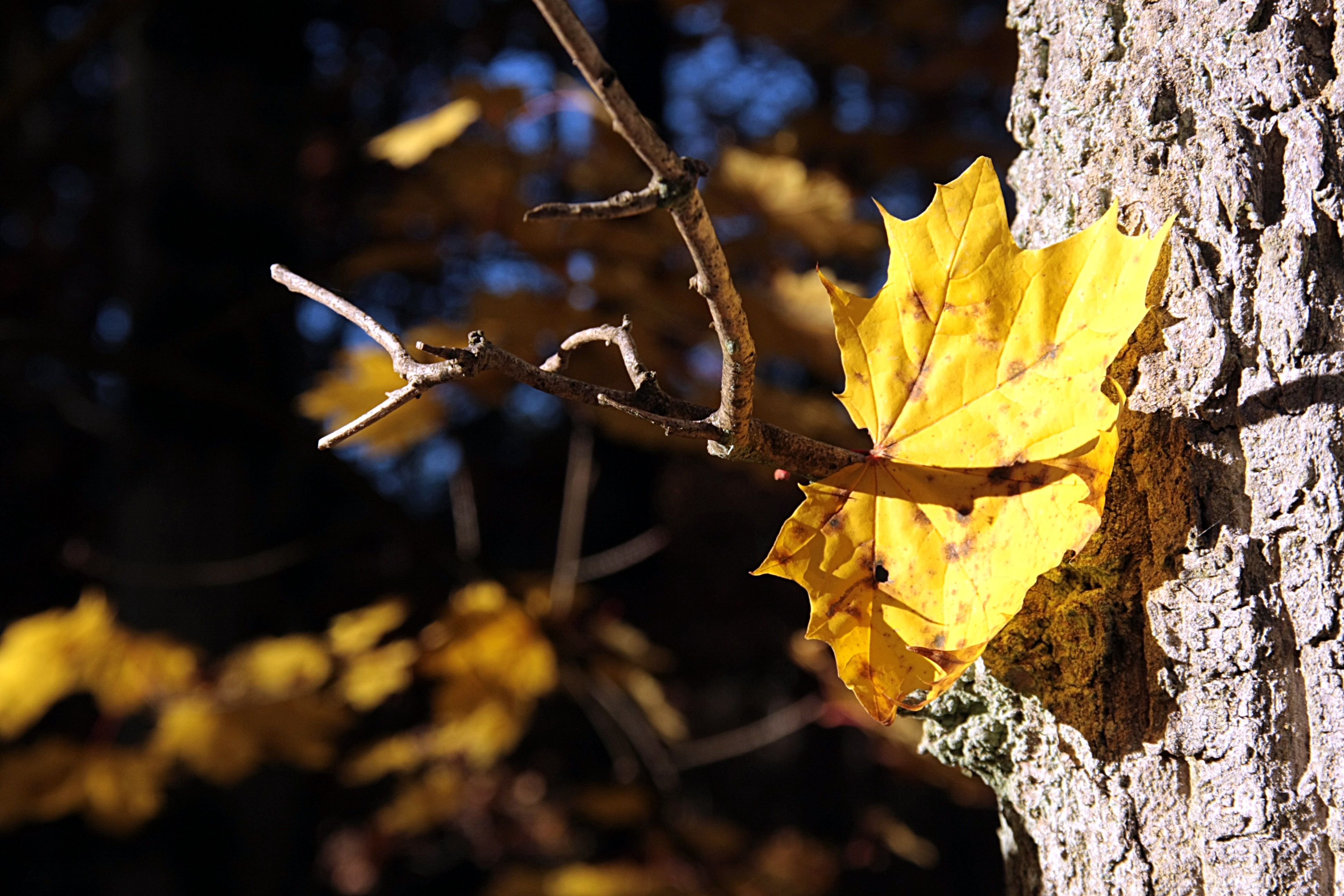 Nature Leaf Tree free image download