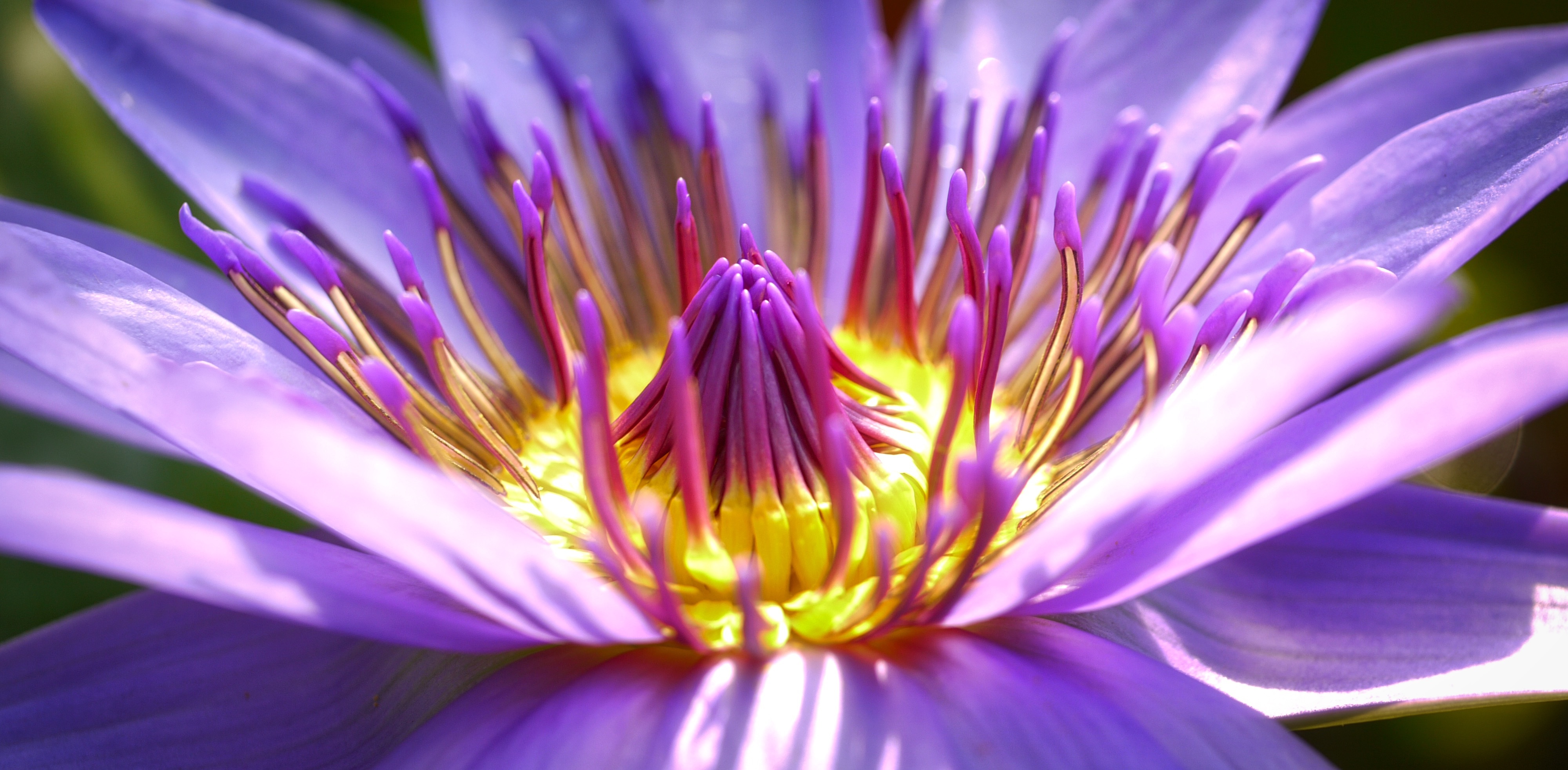 Flower Blossom Bloom free image download