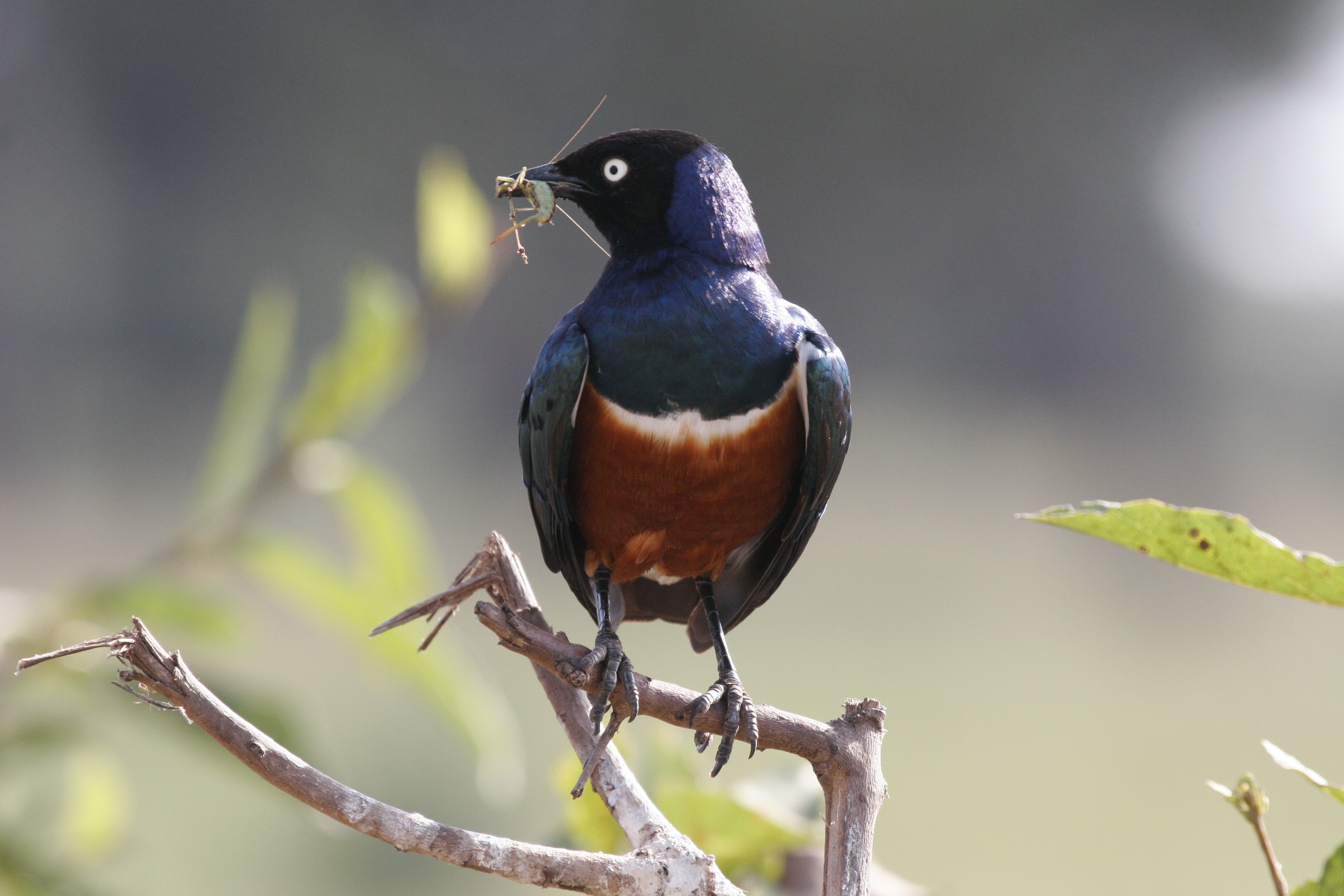 Bird Tanzania Africa free image download