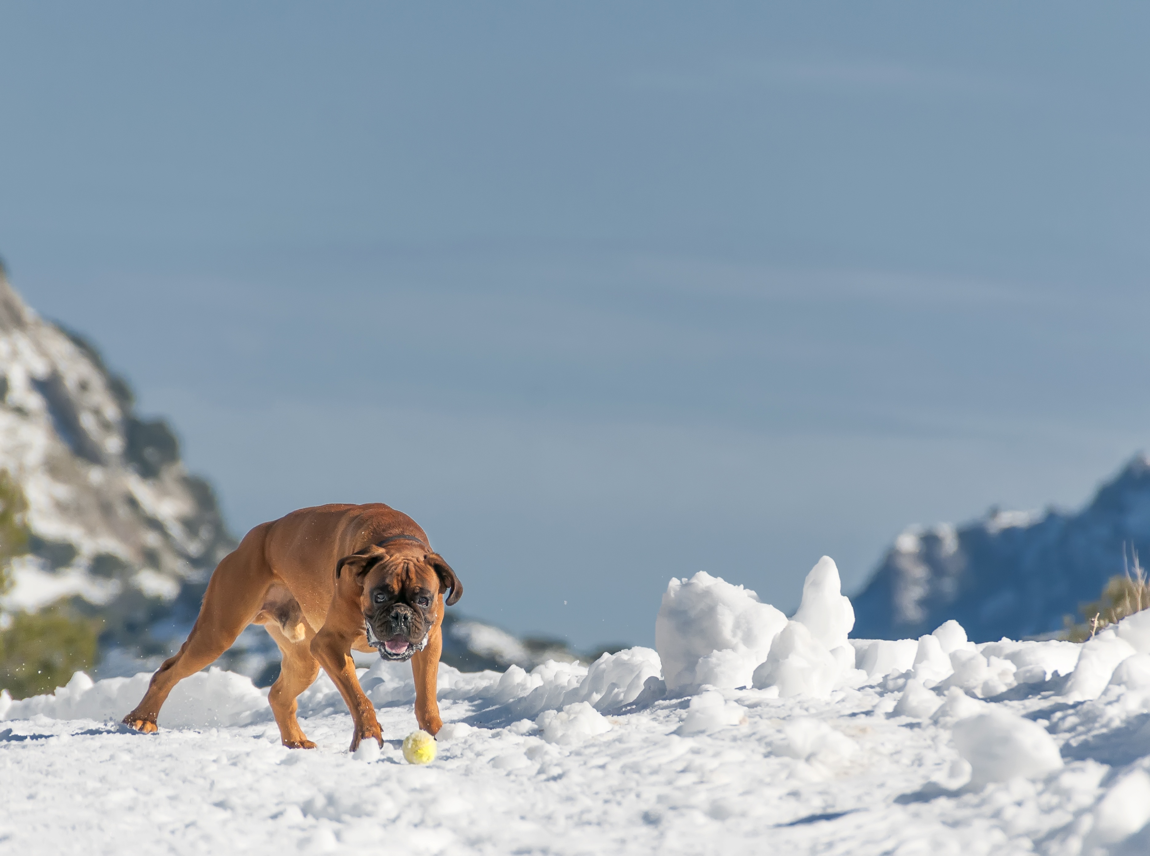 Dog Mallorca Snow free image download