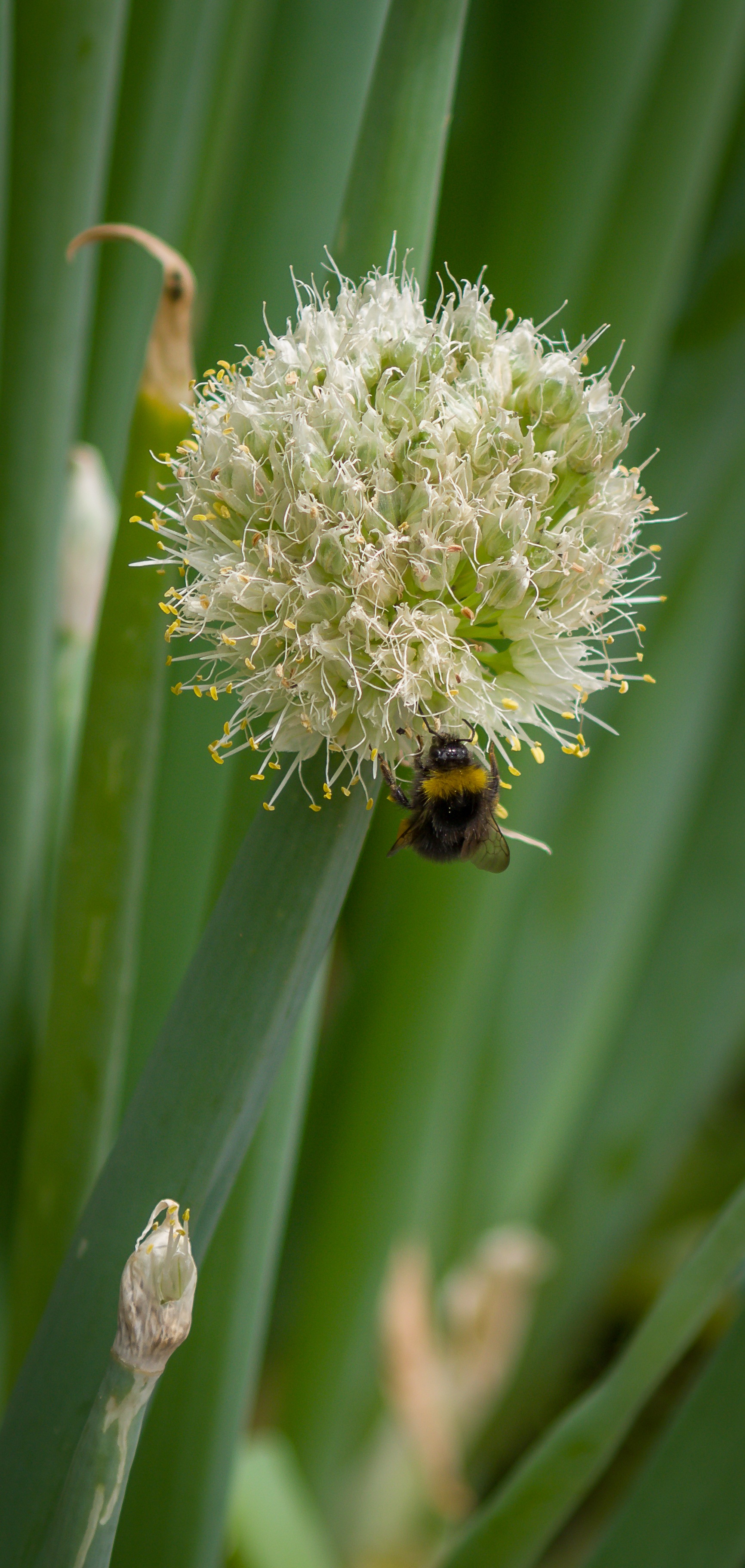 Hummel Onion Insect free image download