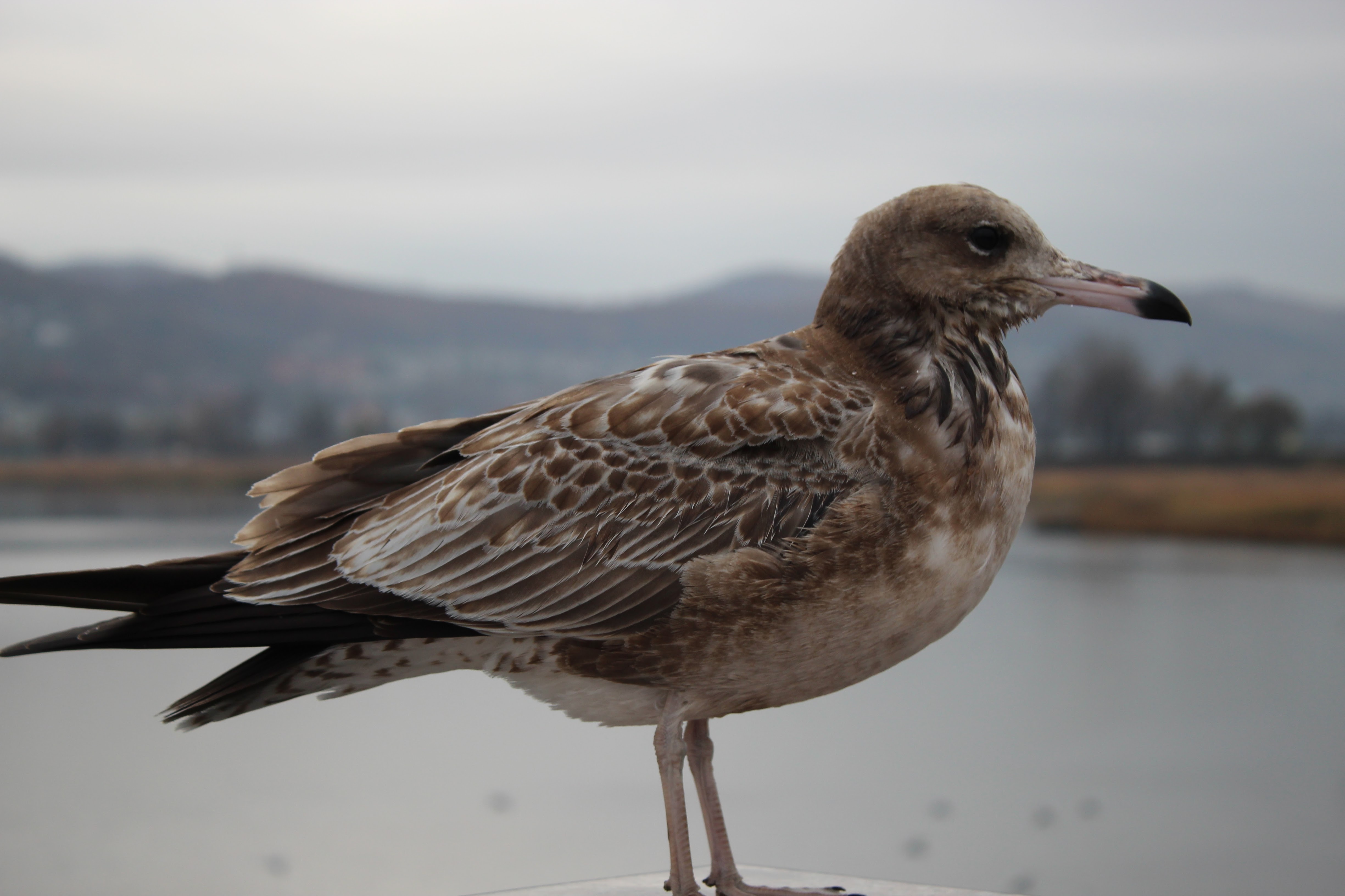 Bird Living free image download