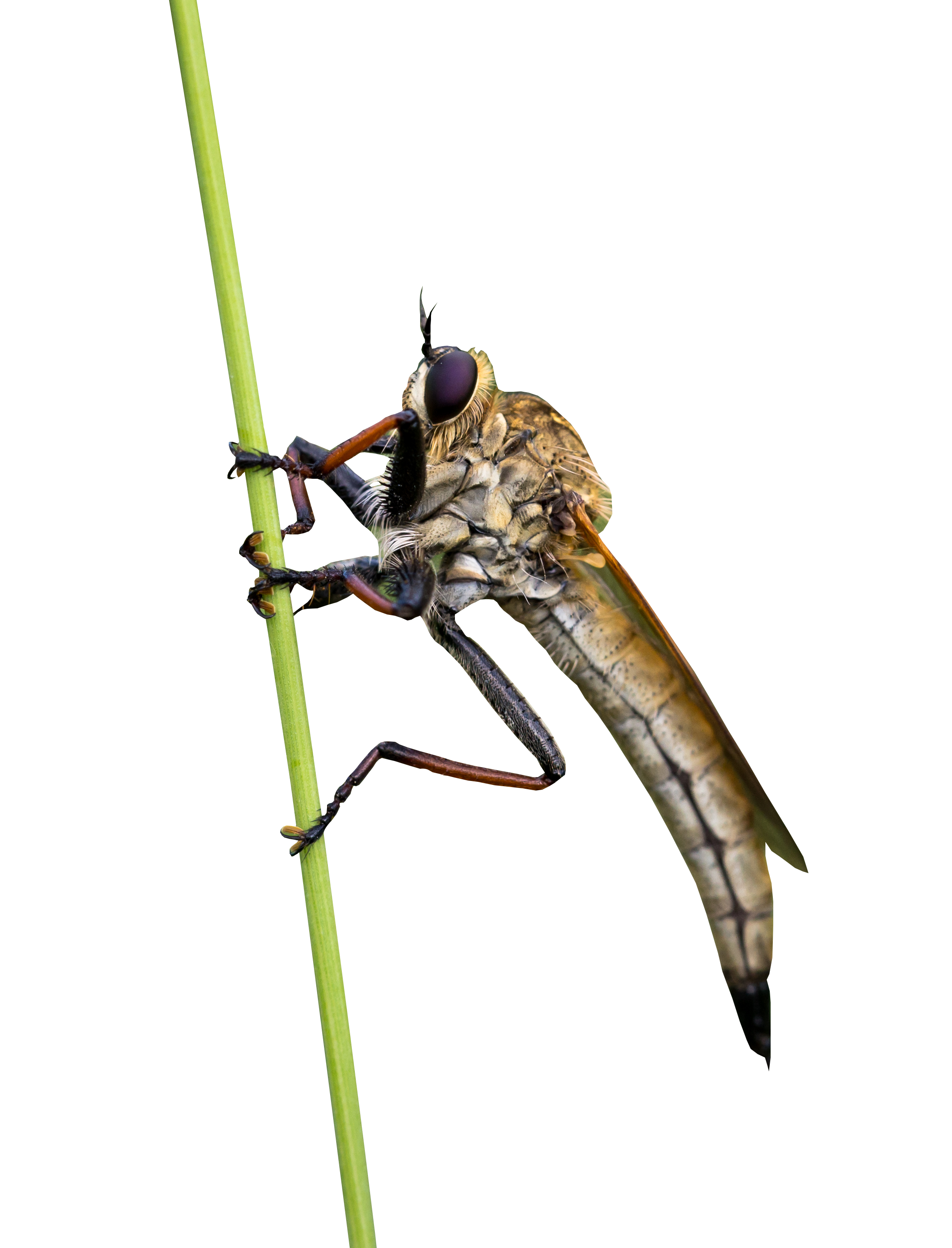 Fly Insects Animal free image download