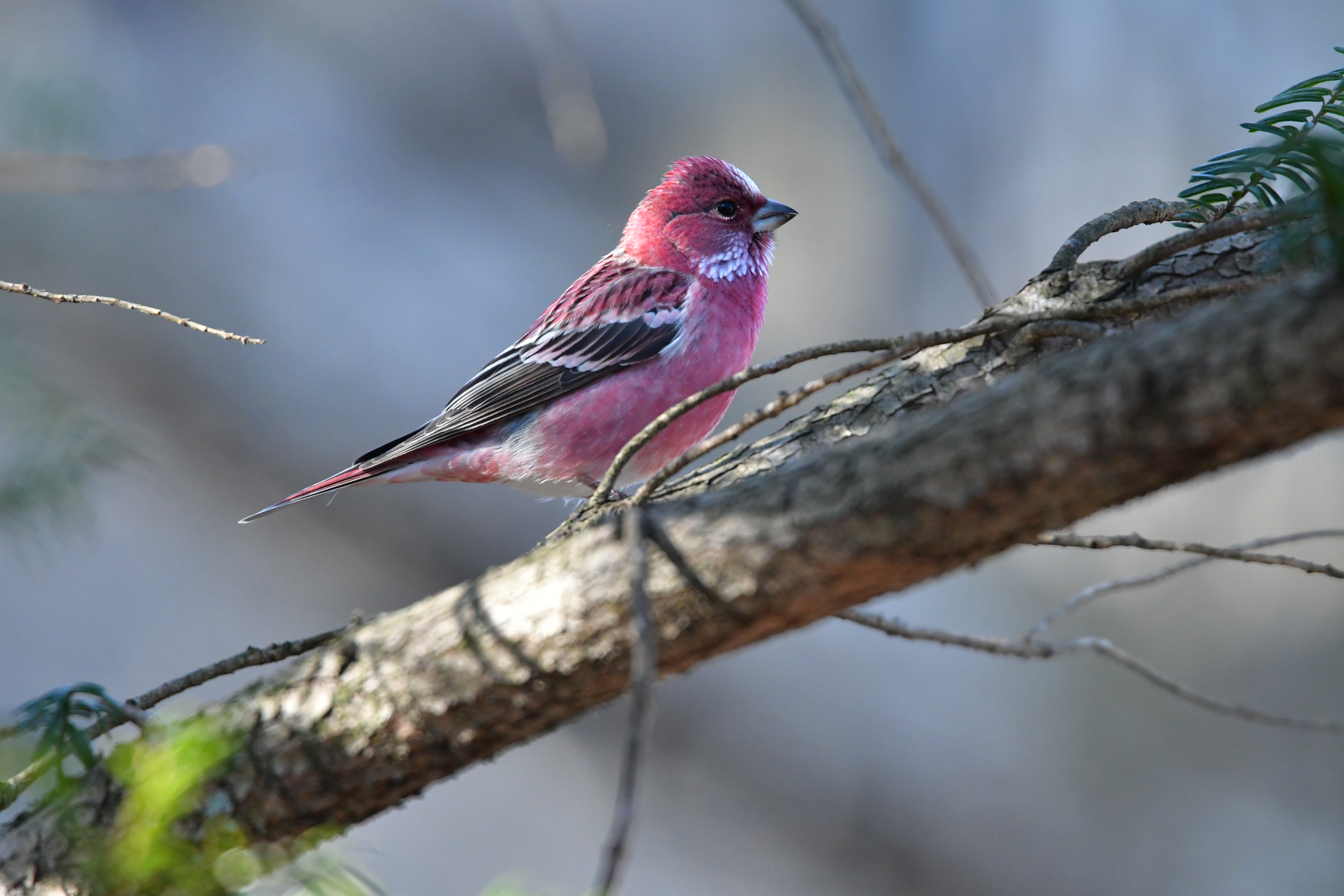 Wild pink Bird Natural Outdoors free image download