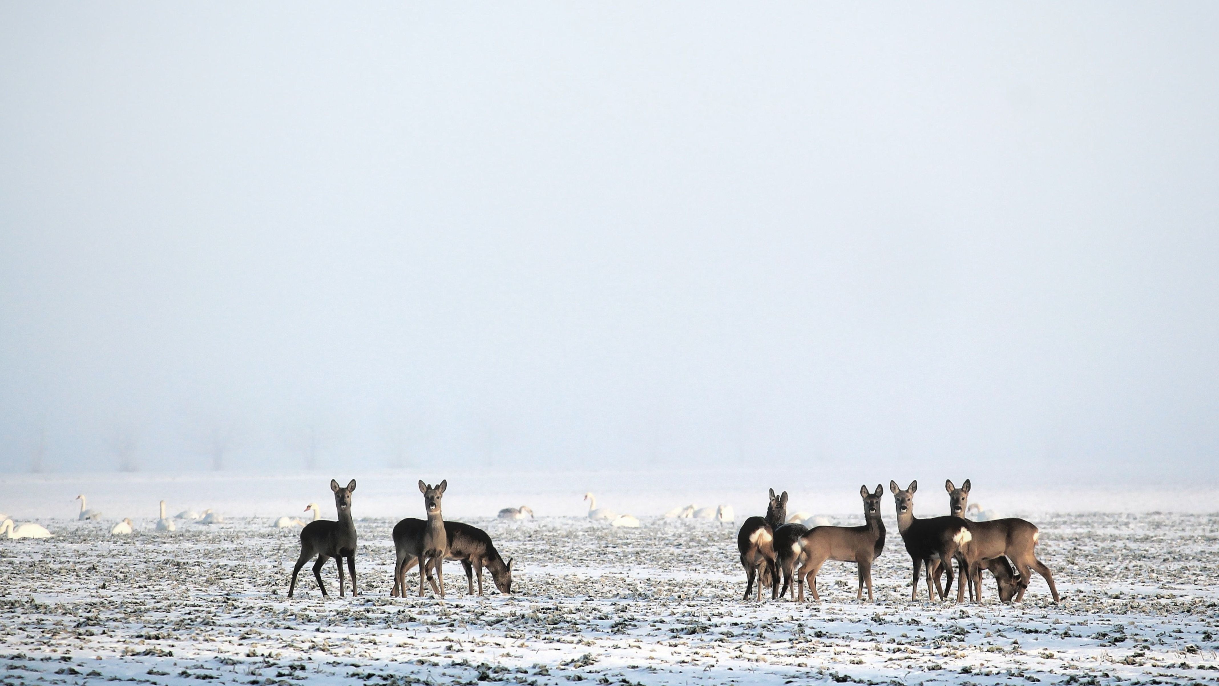 Winter Snow Deer Fallow free image download
