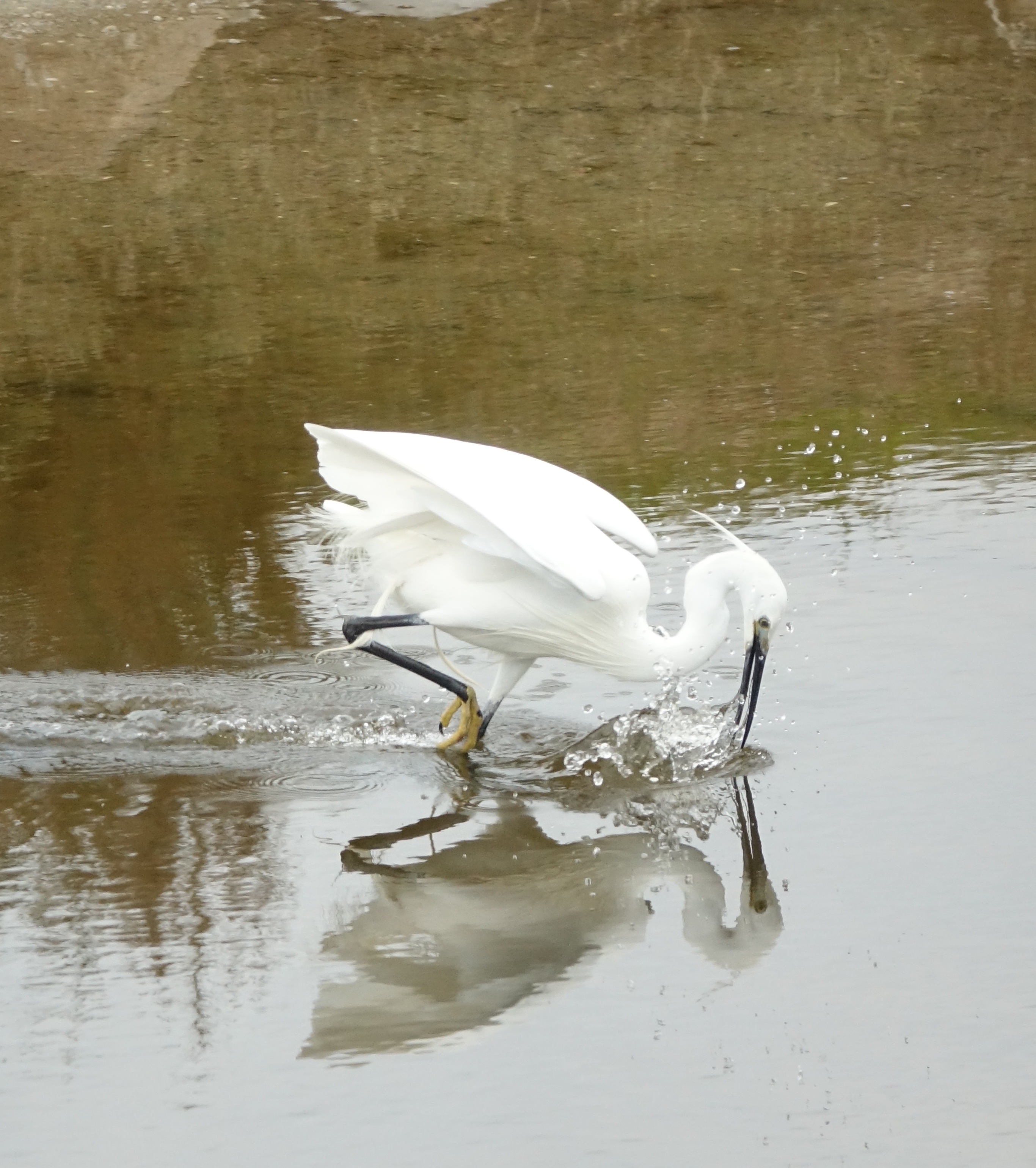 Body Of Water Bird Egret Is free image download