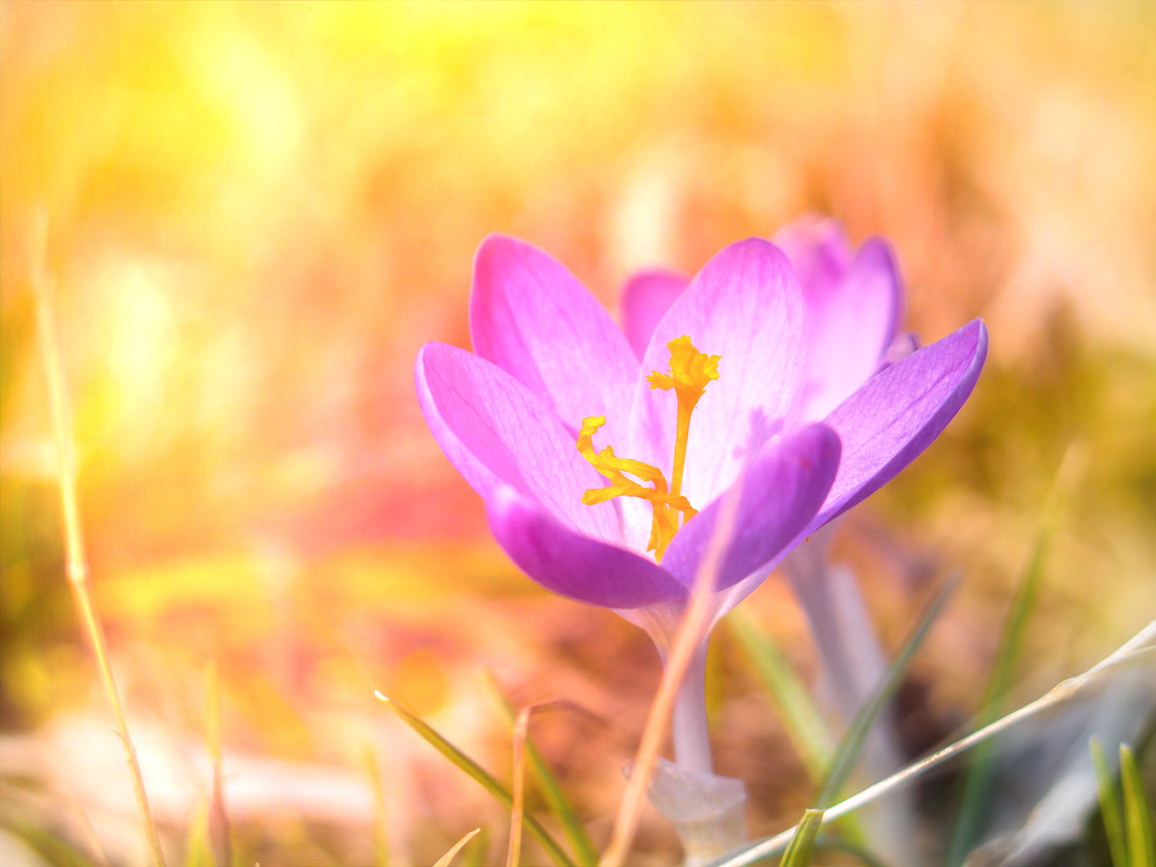 Crocus Spring Nature free image download
